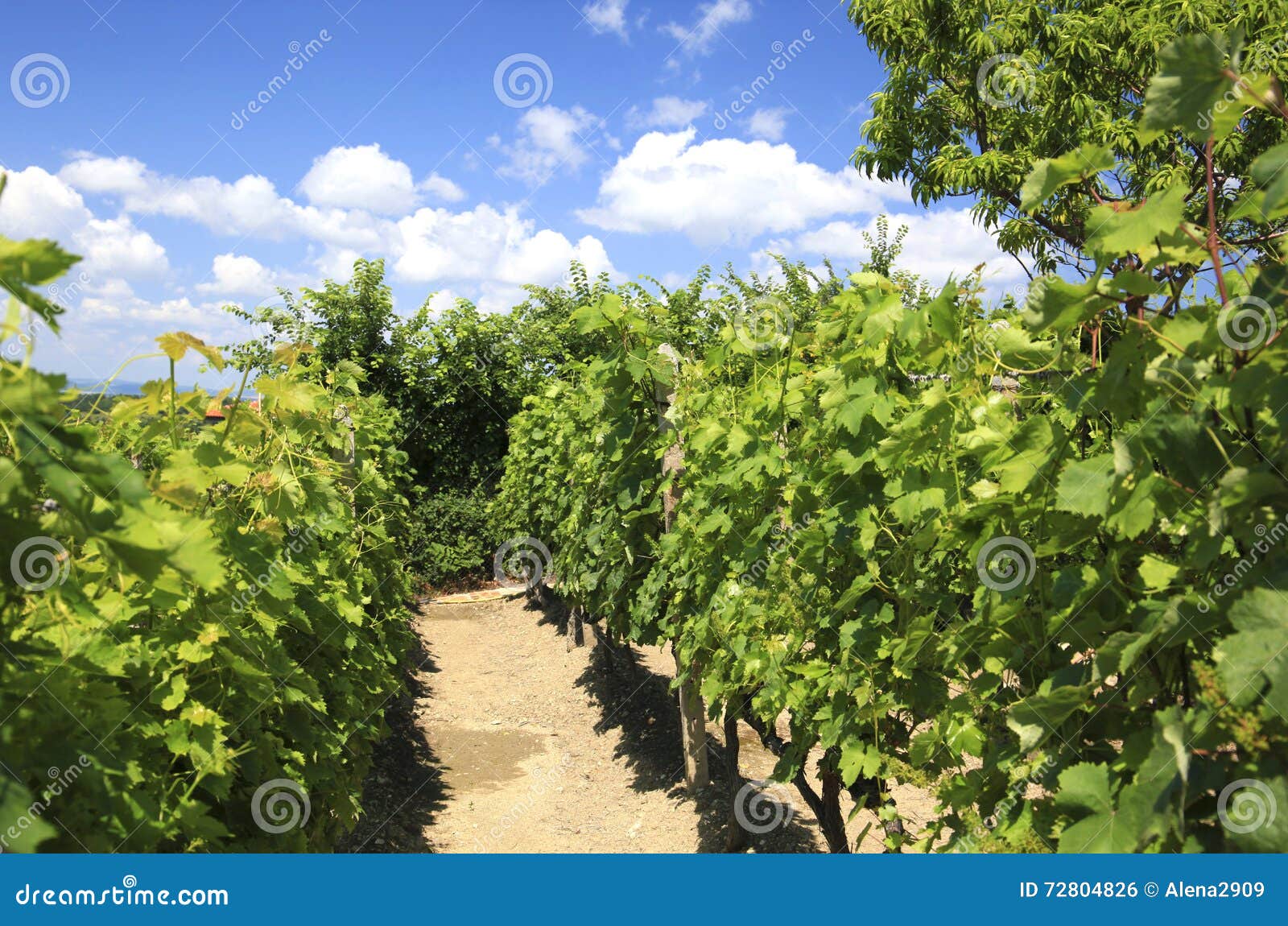 Vigna fotografia stock. Immagine di alto, contesto, colore - 72804826