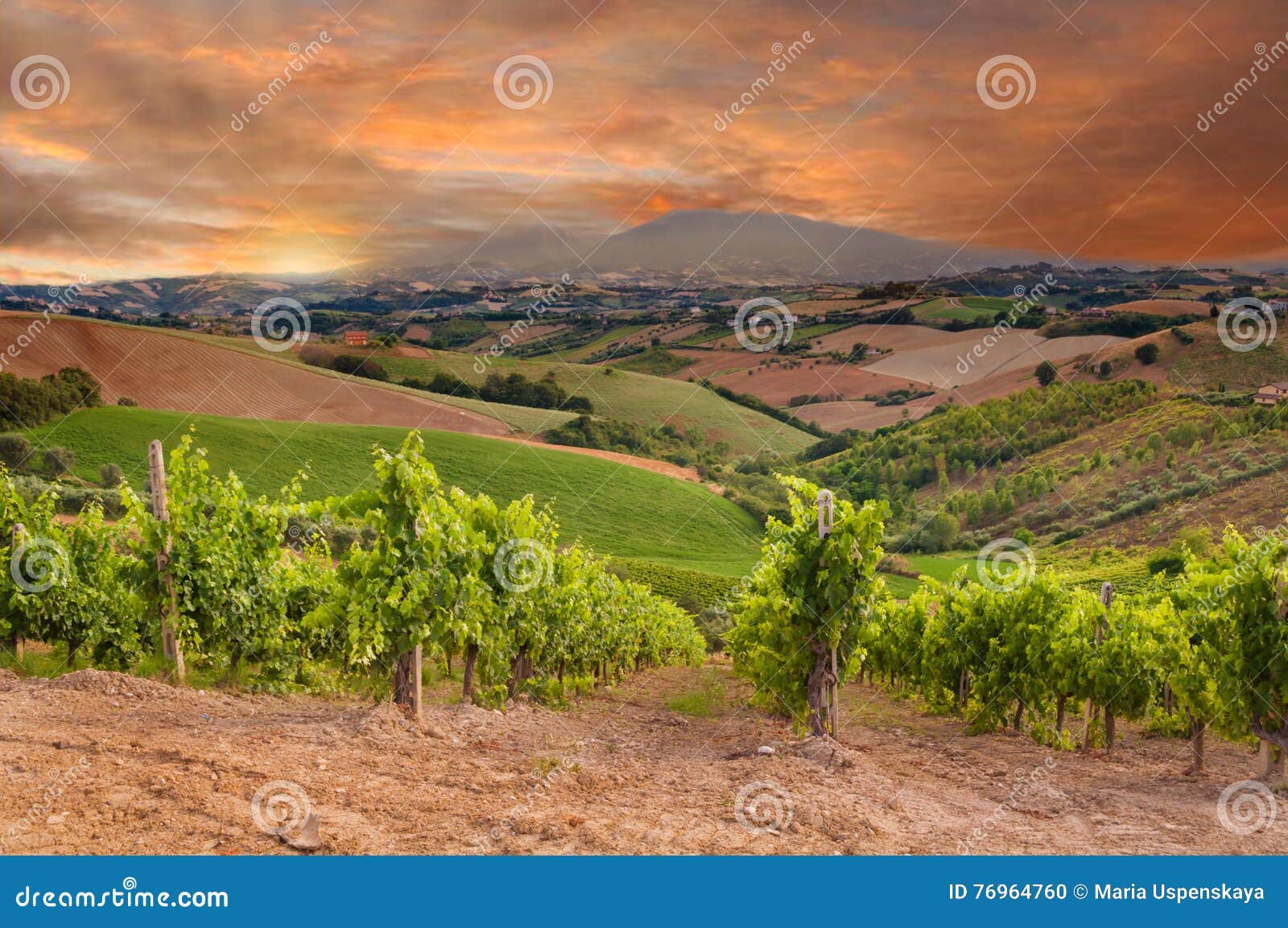 Vigna fotografia stock. Immagine di raccolta, toscana - 76964760