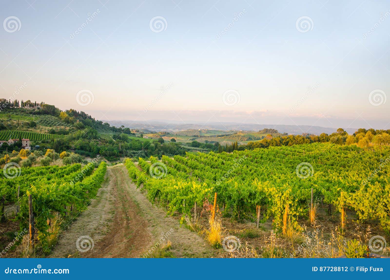 Vigna fotografia stock. Immagine di cielo, scenico, mattina - 87728812