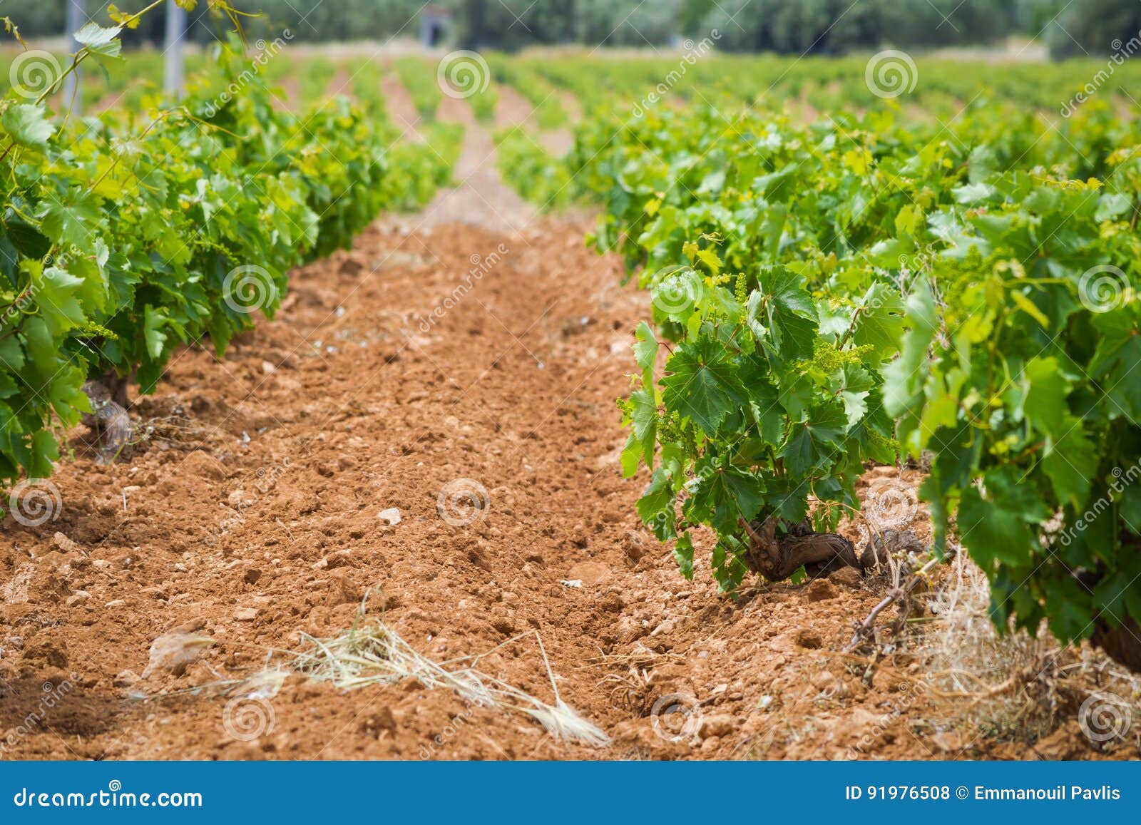 Vigna fotografia stock. Immagine di sano, luce, botanico - 91976508