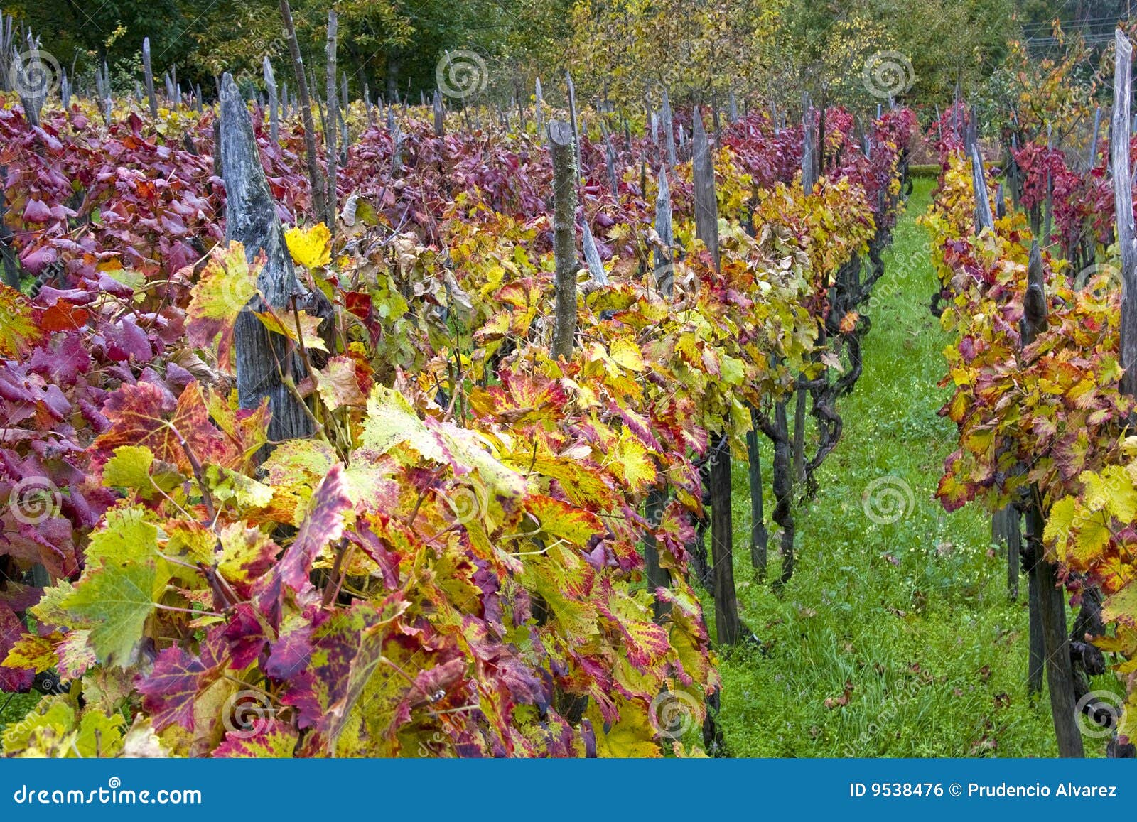 Vigna fotografia stock. Immagine di naughty, coltura, vino - 9538476