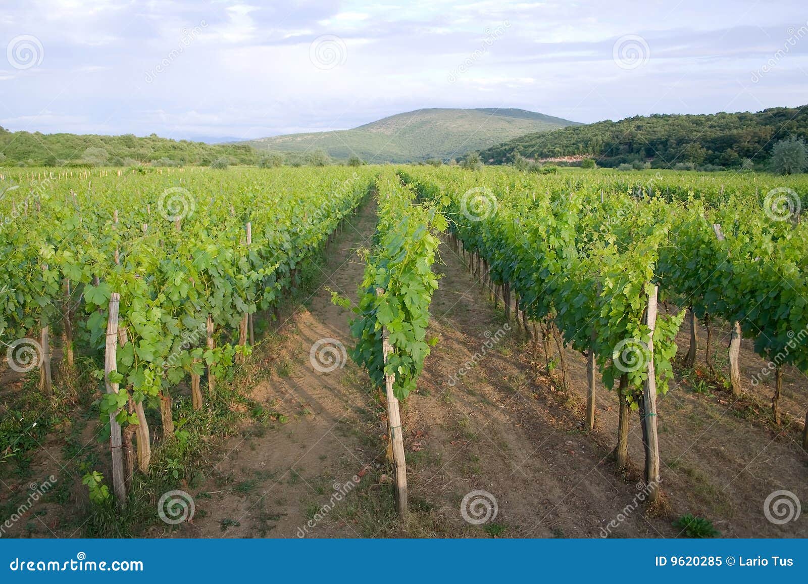 Vigna immagine stock. Immagine di orticoltura, vita, fogliame - 9620285