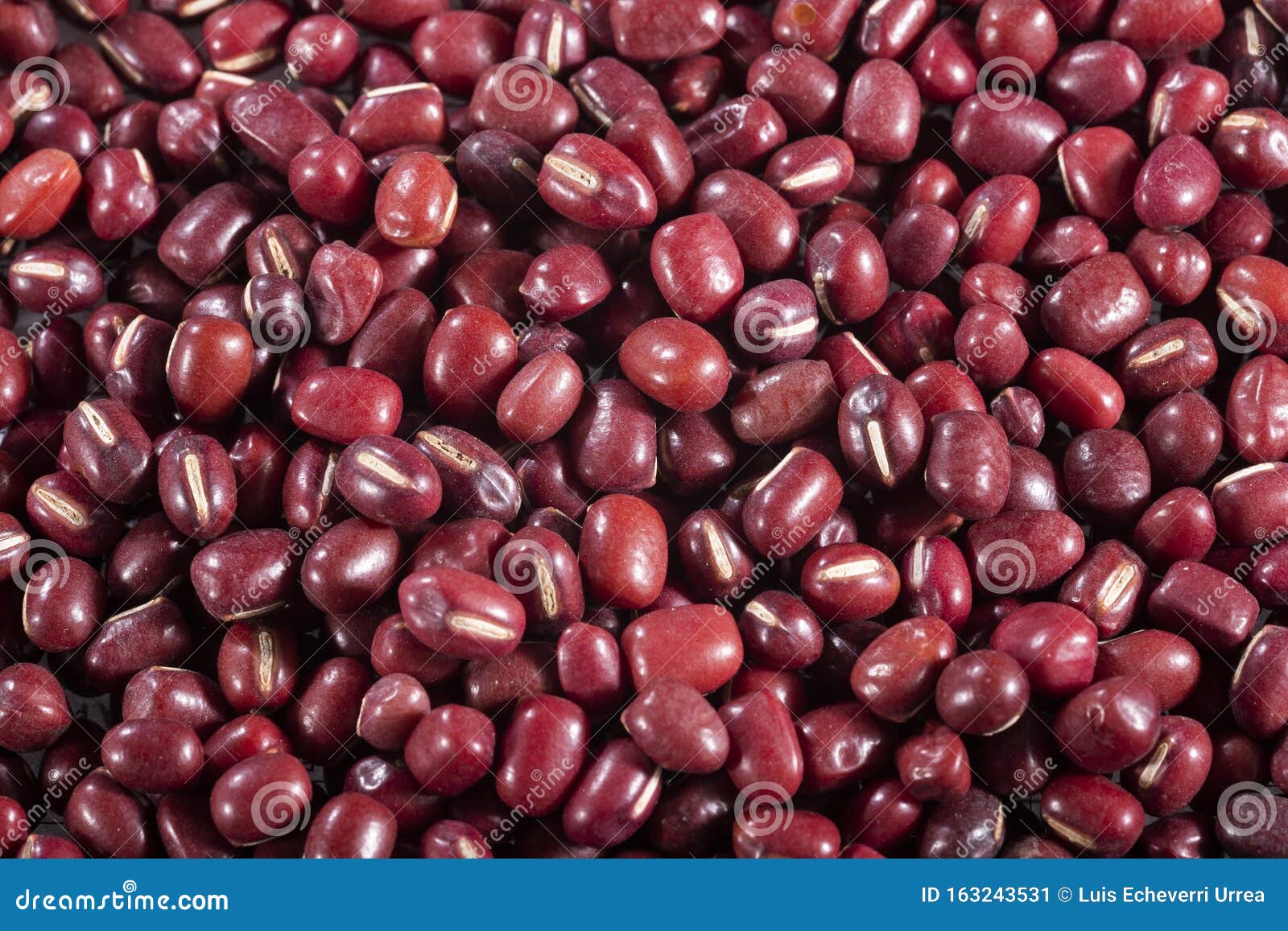 Vigna Angularis - Adzuki Organic Bean Stock Image - Image of space ...