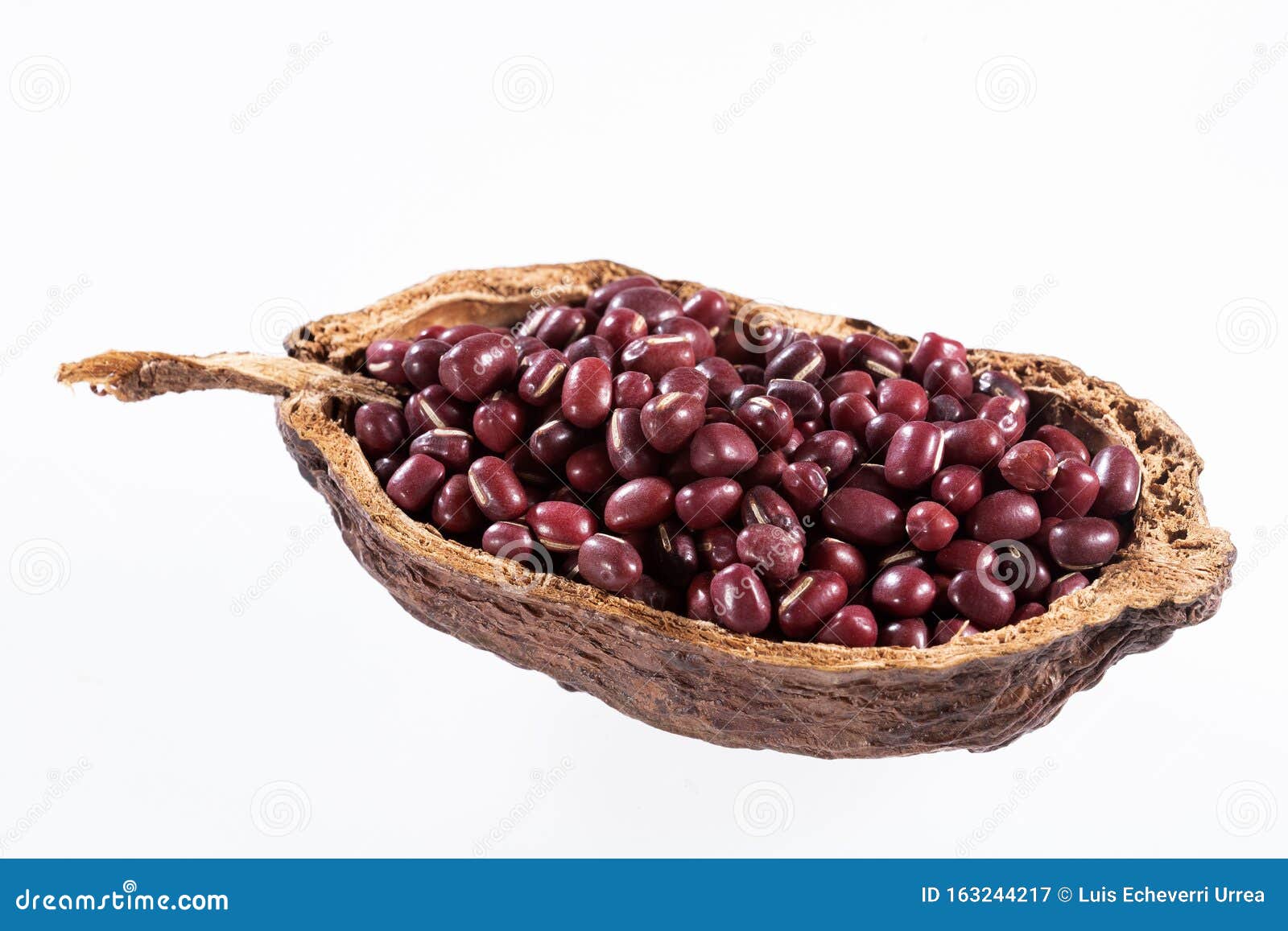 Vigna Angularis - Adzuki Organic Bean Stock Image - Image of angularis ...