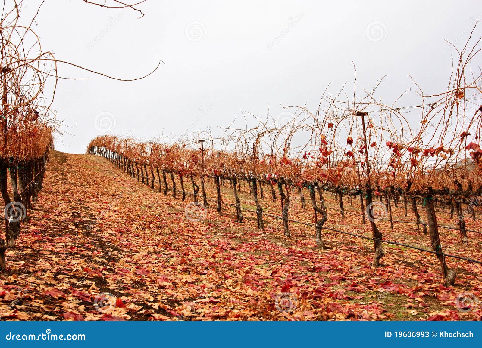 Vigna in autunno immagine stock. Immagine di autunno - 19606993