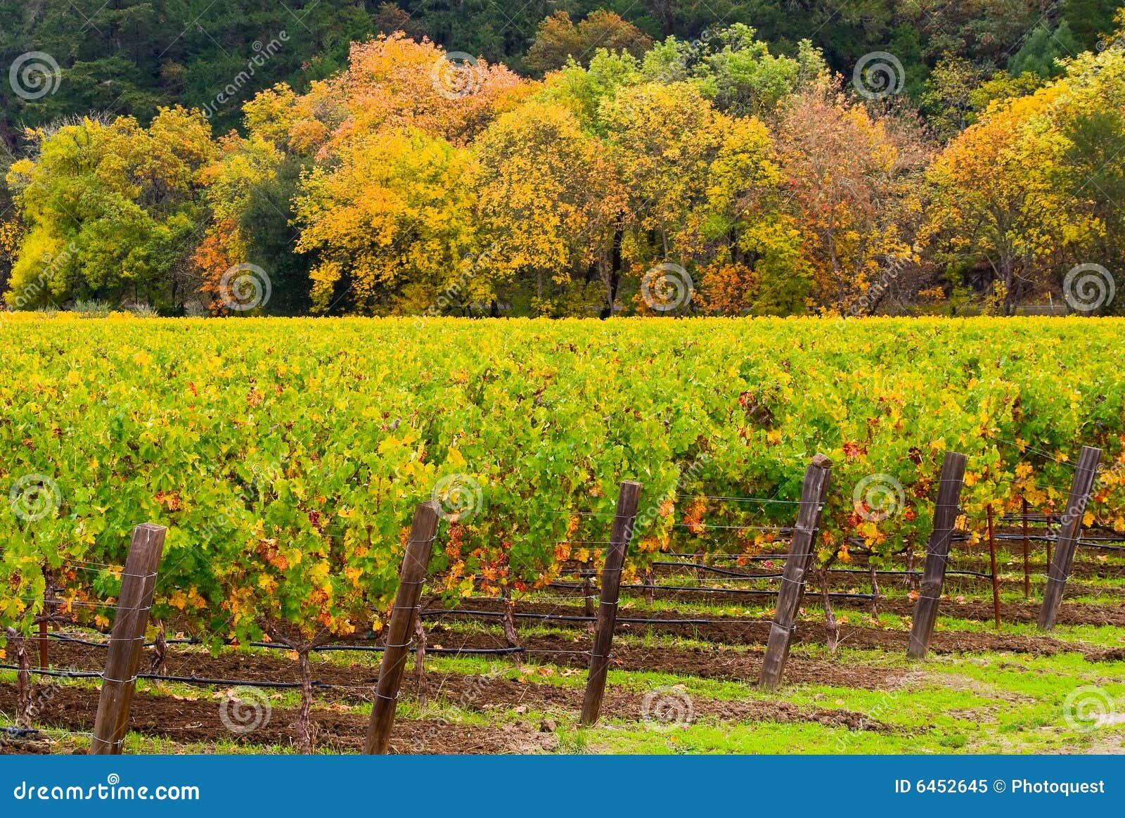 Vigna in autunno immagine stock. Immagine di fogli, alimento - 6452645