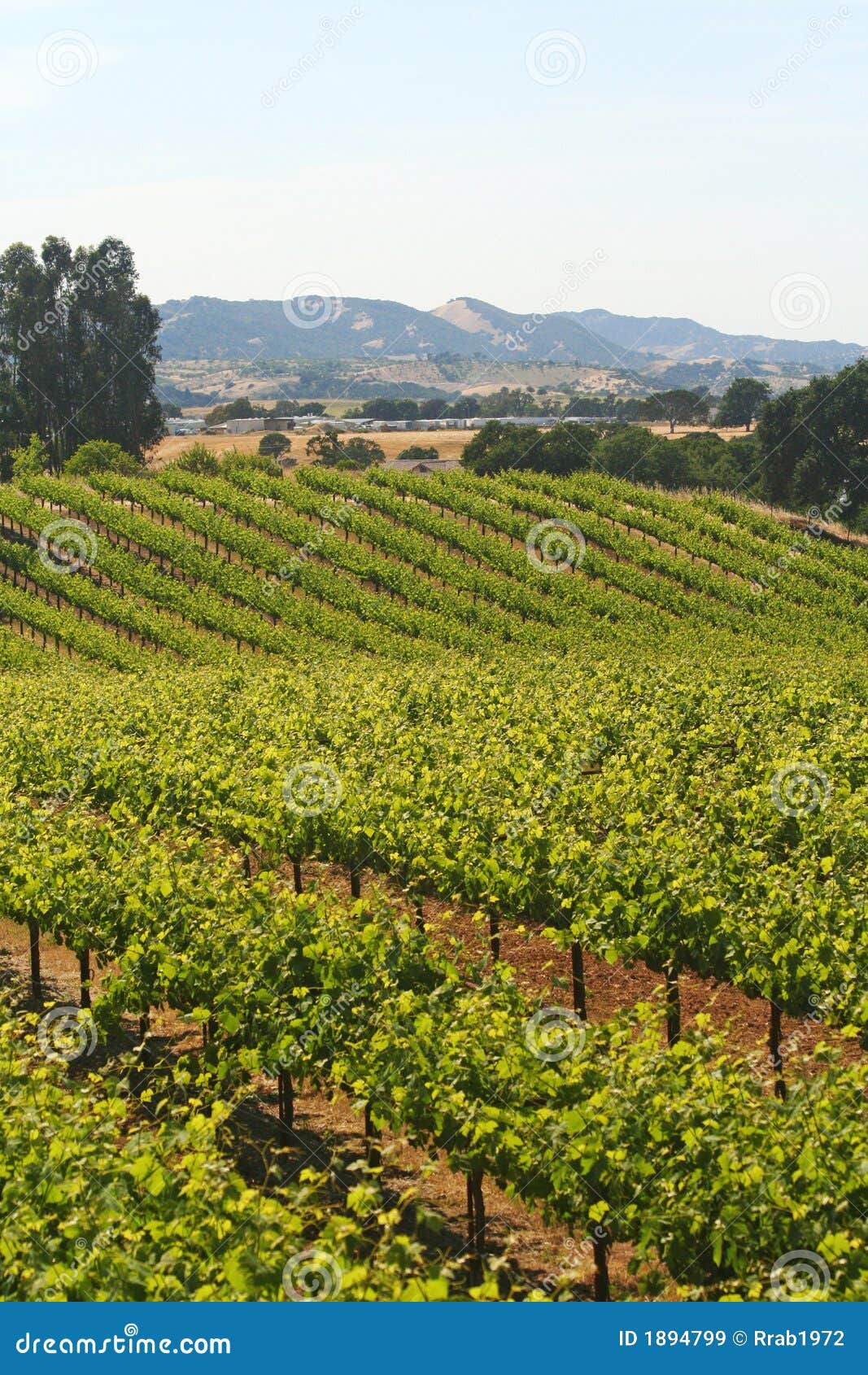 Vigna California del vino immagine stock. Immagine di vigna - 1894799