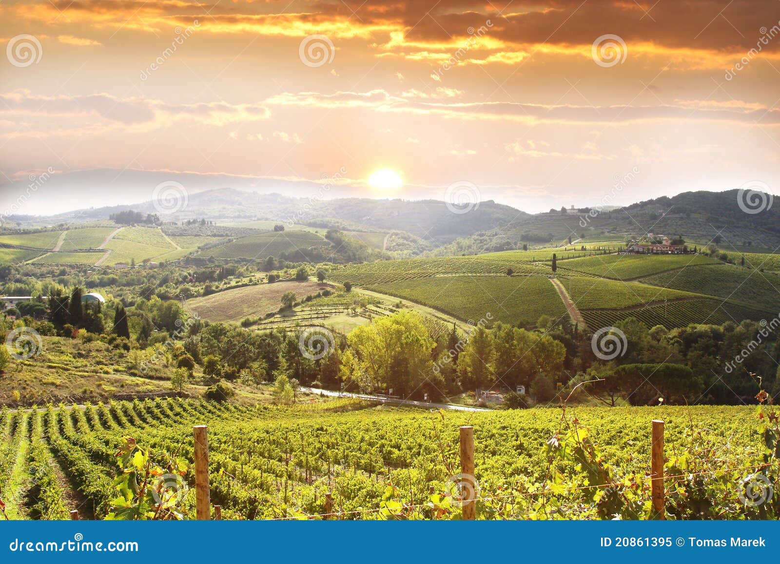 Vigna in Chianti, Toscana immagine stock. Immagine di vigna - 20861395