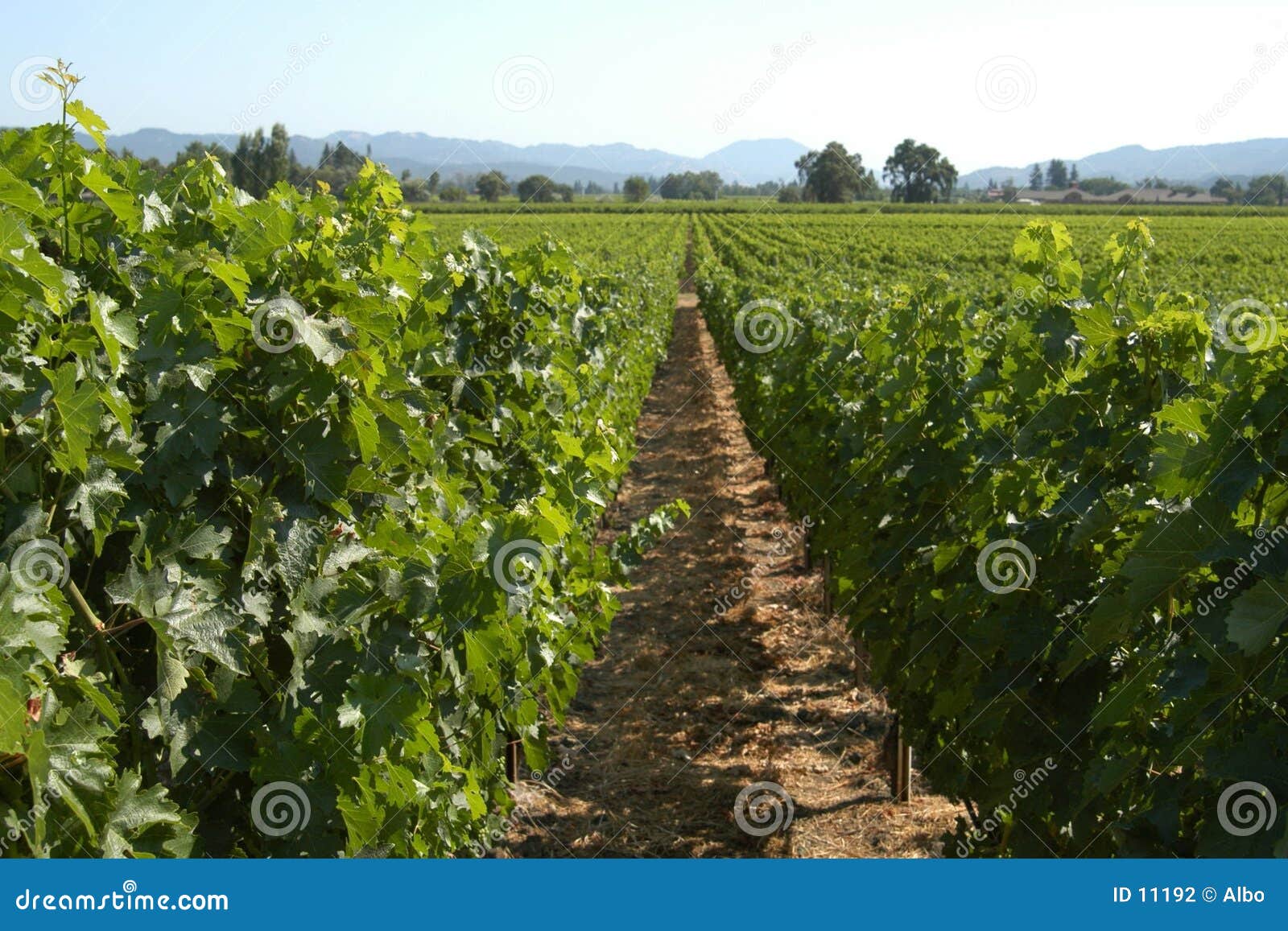 Vigna della California fotografia stock. Immagine di vigne - 11192