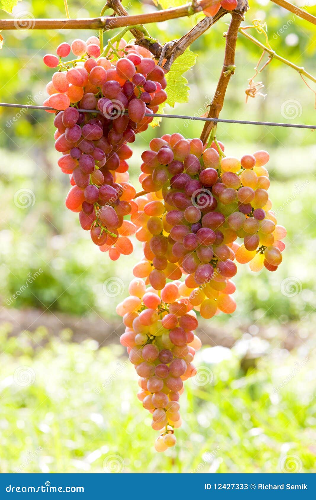 Vigna delle vigne immagine stock. Immagine di vigna, mazzo - 12427333