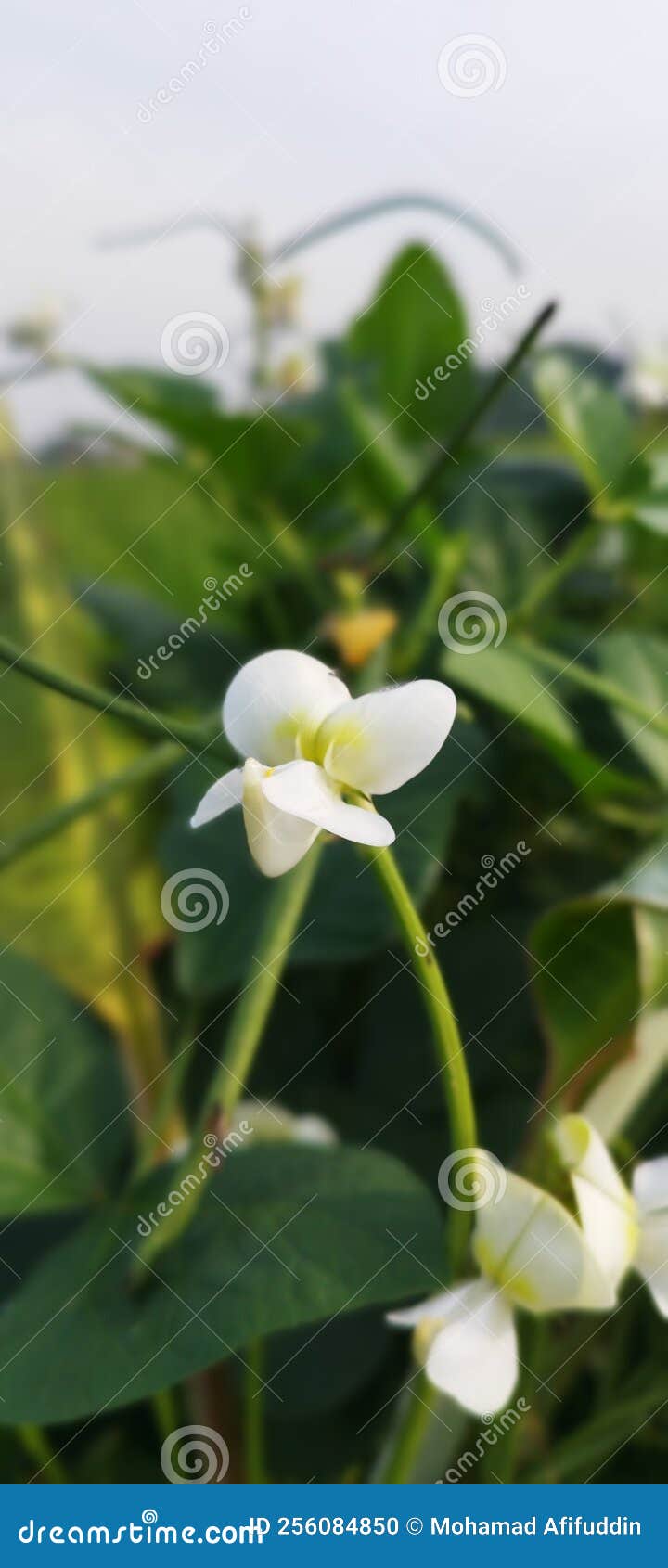 Vigna flower power white stock photo. Image of orchid - 256084850