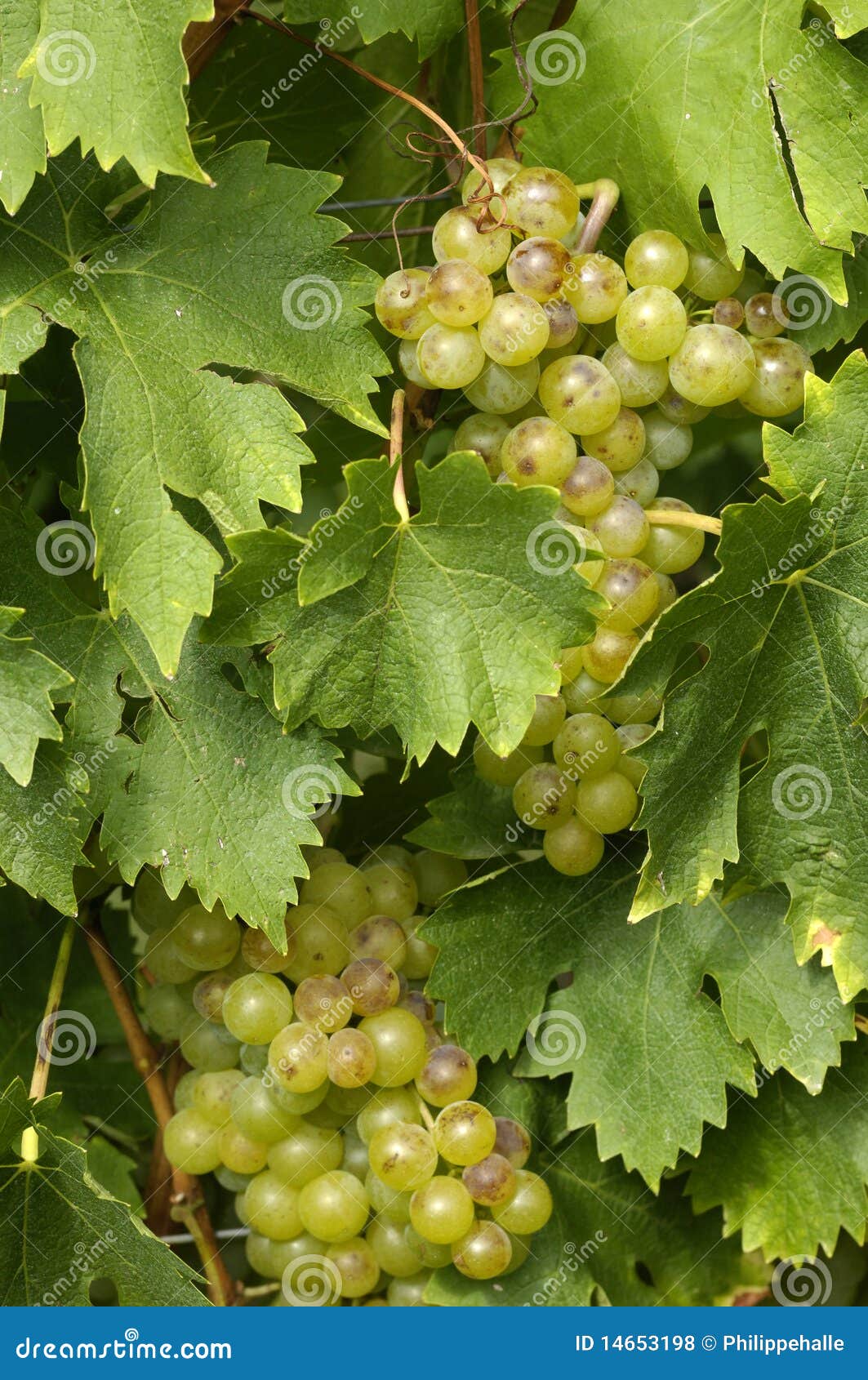 Vigna in Francia fotografia stock. Immagine di estate - 14653198