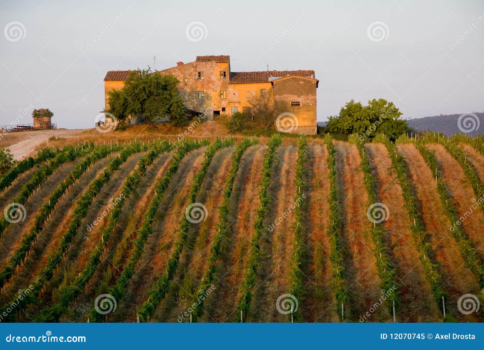 Vigna italiana immagine stock. Immagine di prodotti, fattoria - 12070745