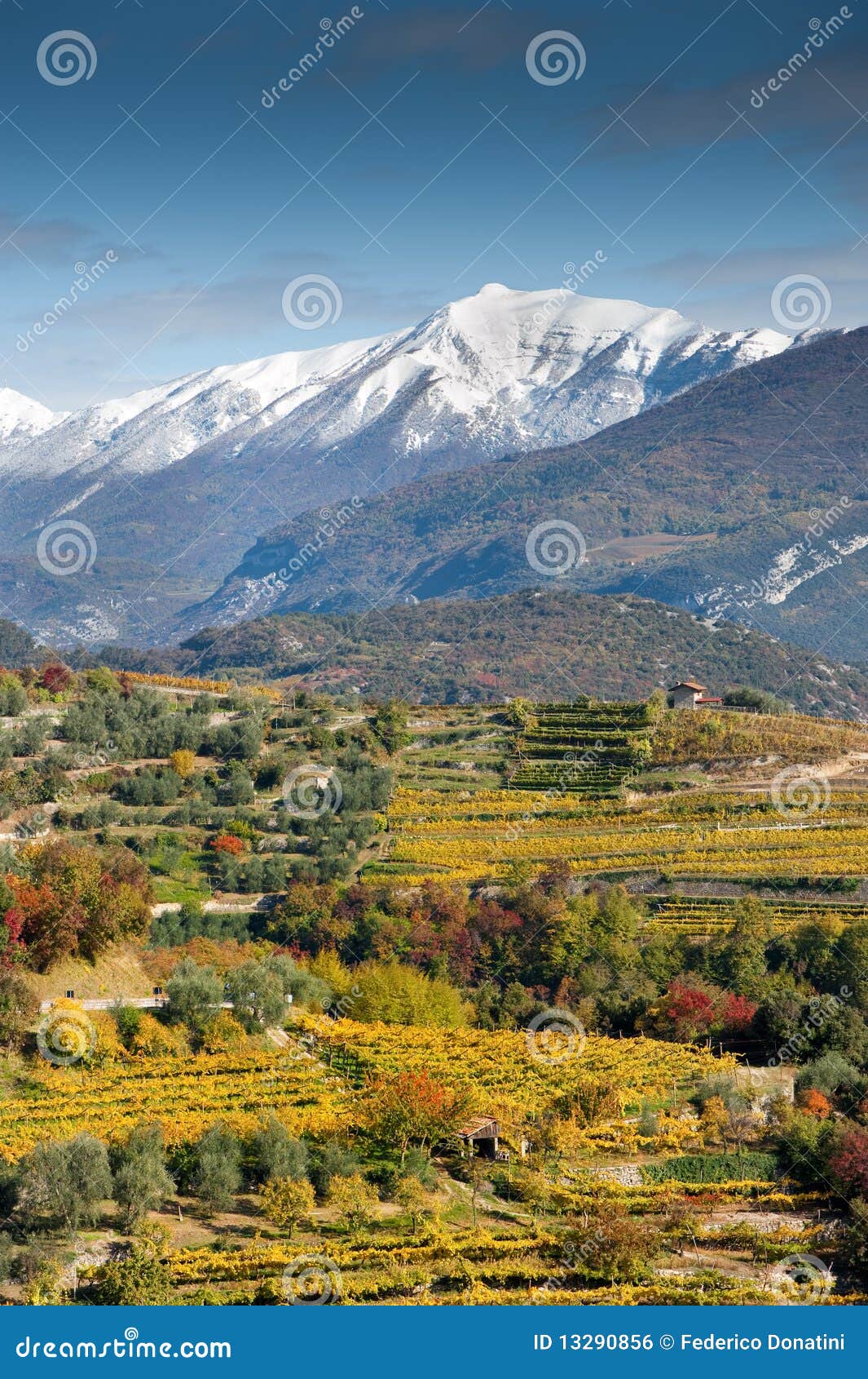 Vigna italiana fotografia stock. Immagine di colorato - 13290856