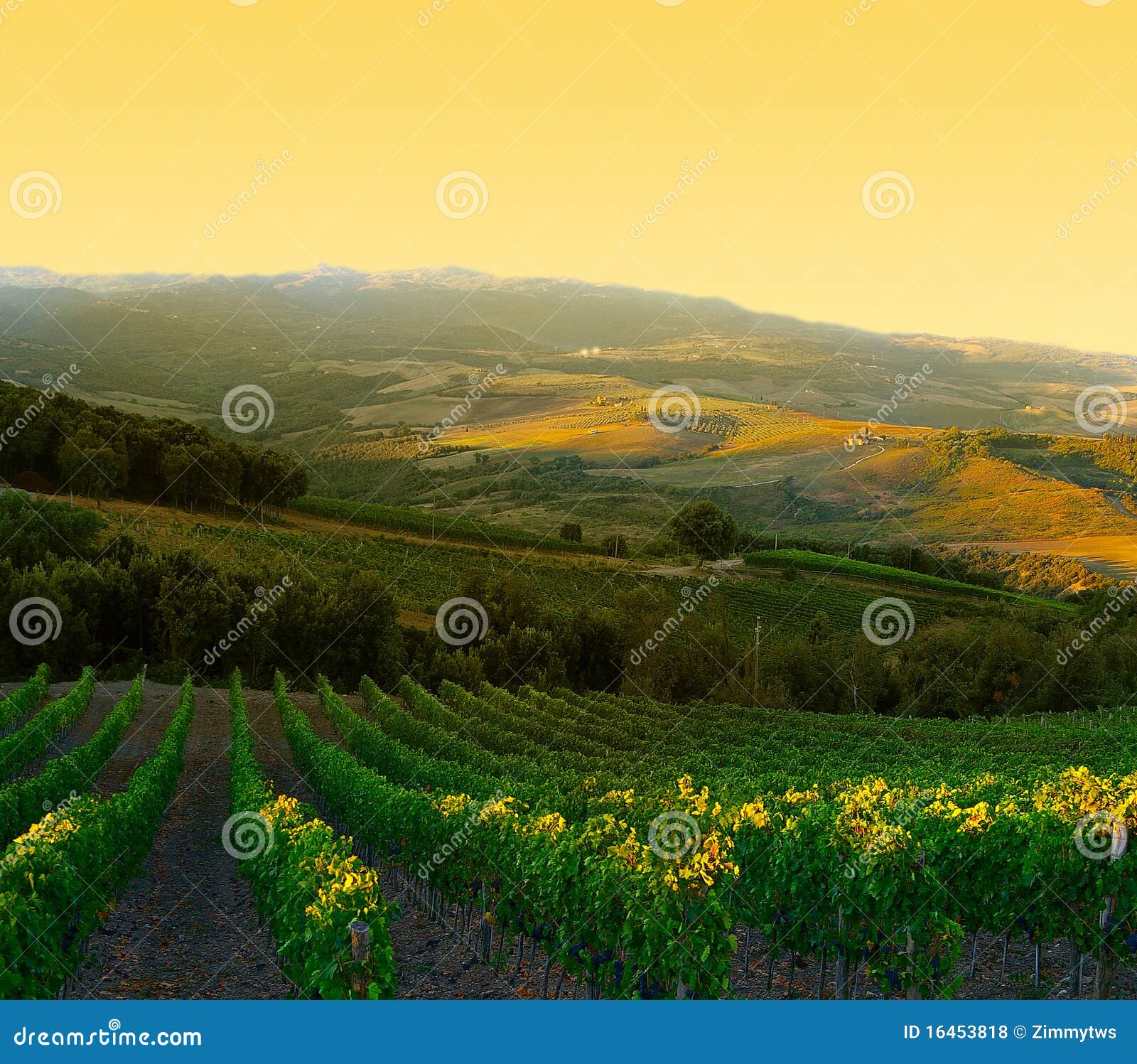 Vigna italiana fotografia stock. Immagine di podere, orticoltura - 16453818
