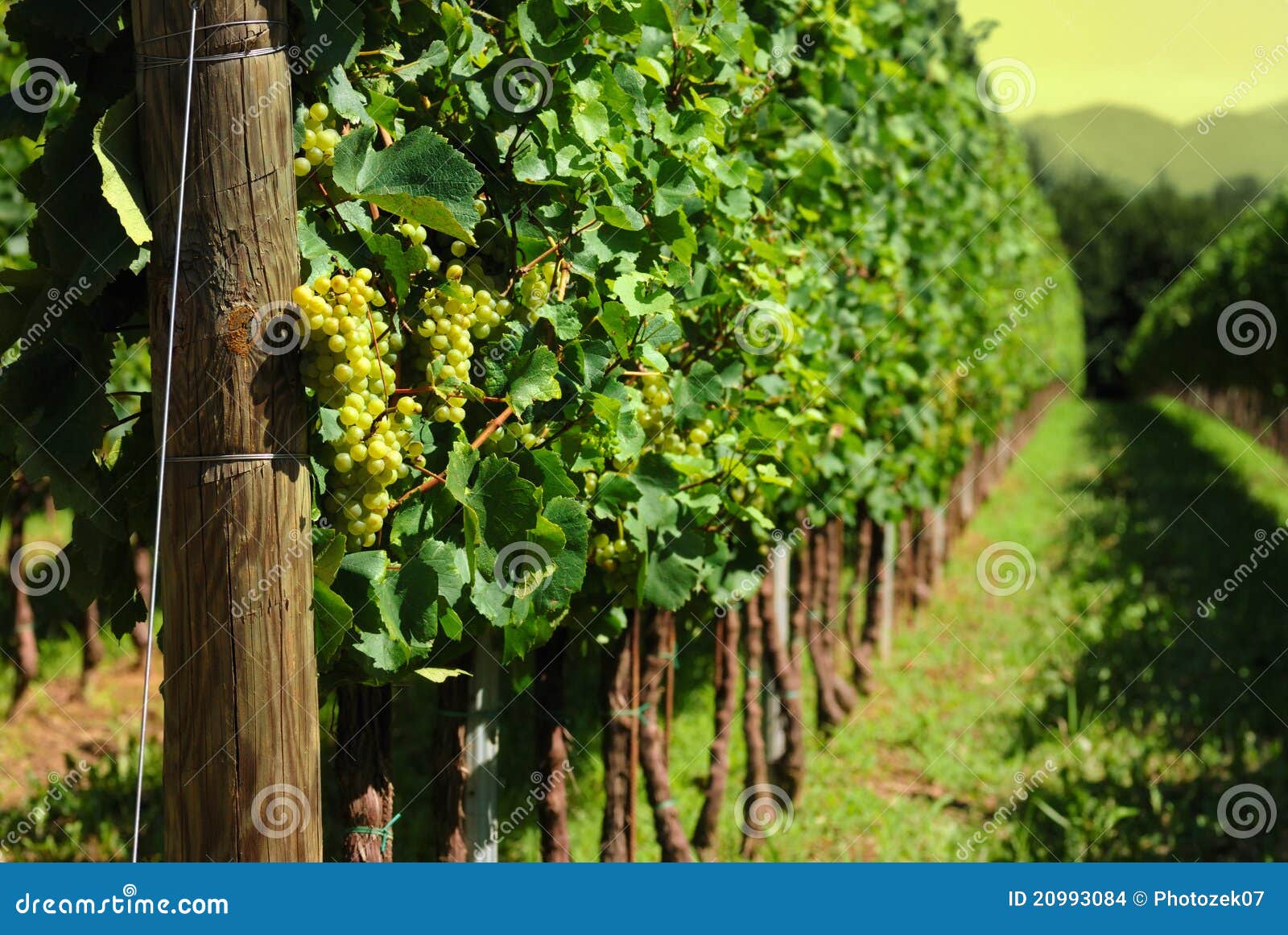Vigna italiana fotografia stock. Immagine di autunno - 20993084