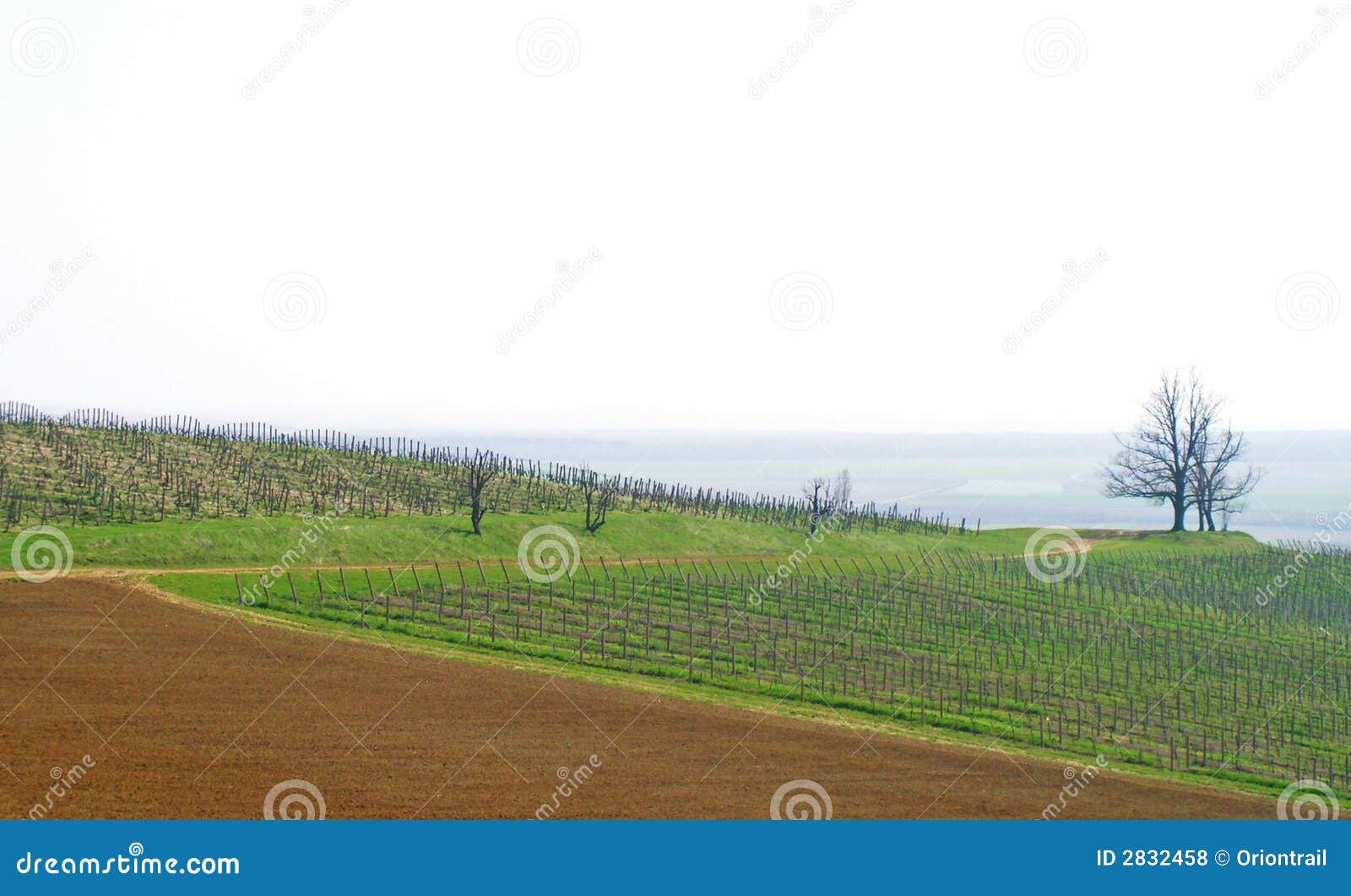 Vigna italiana fotografia stock. Immagine di righe, paesaggio - 2832458