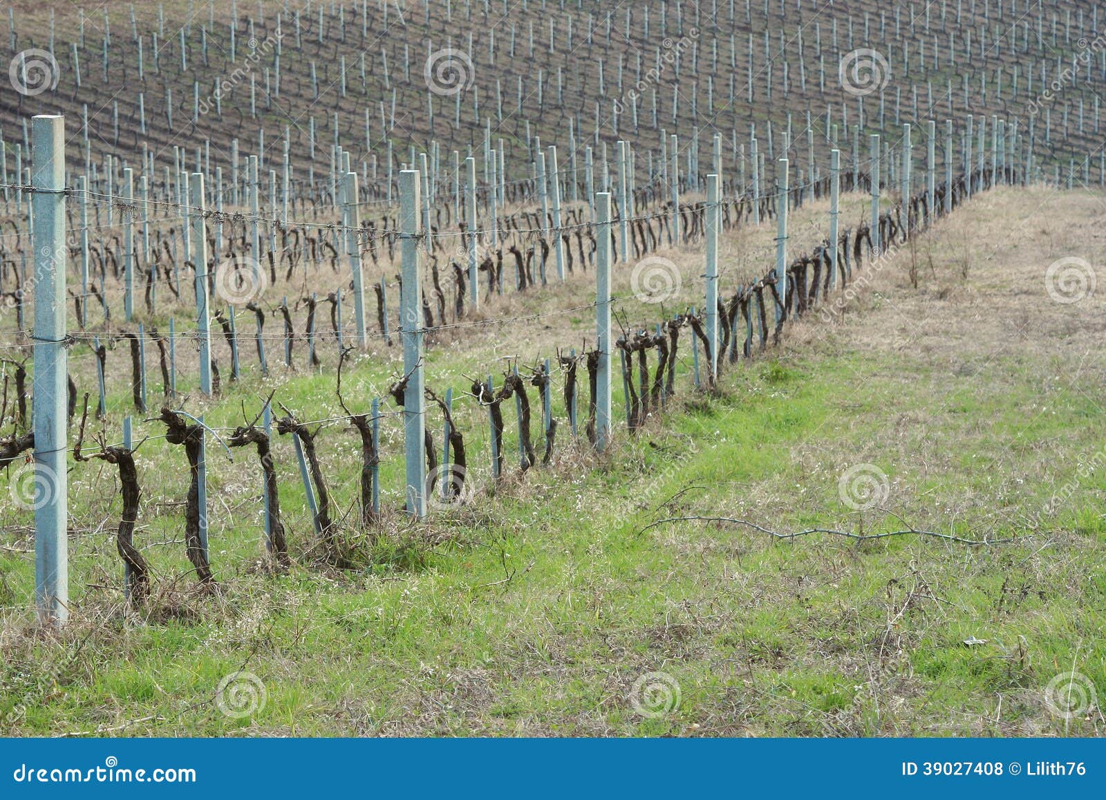 Vigna italiana fotografia stock. Immagine di campo, verde - 39027408