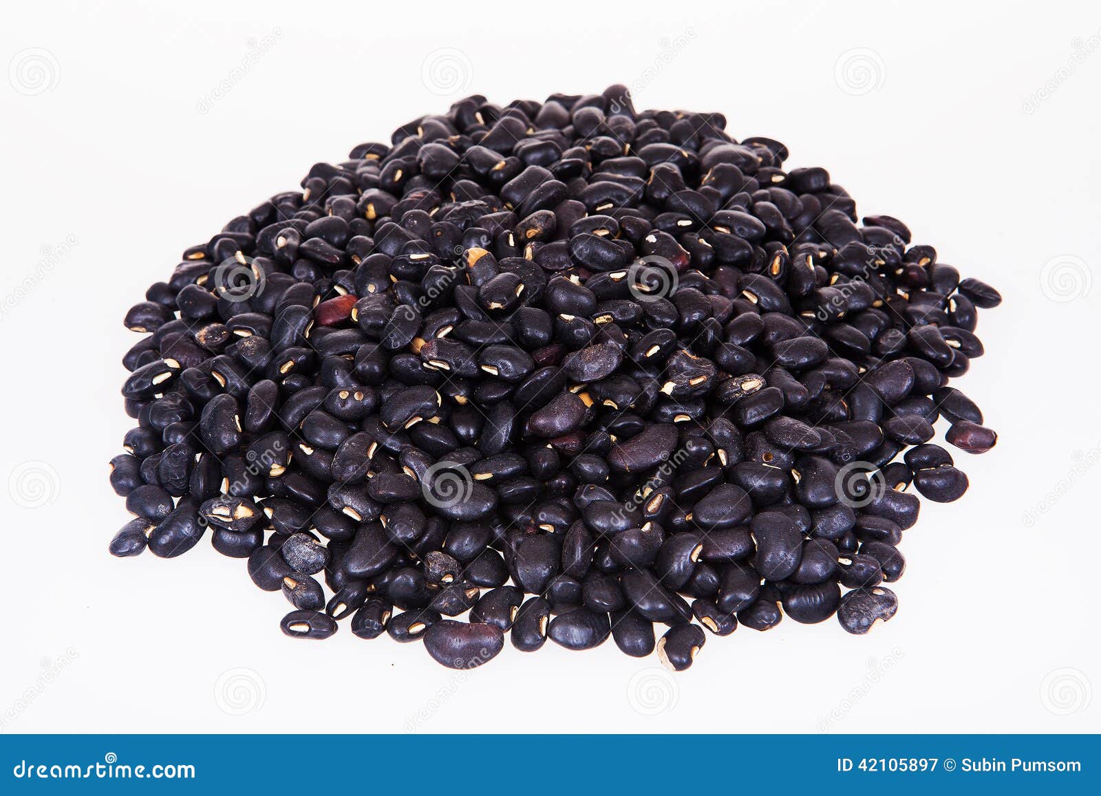 Vigna Mungo Urad Bean Plant Fruits Stock Photo | CartoonDealer.com ...