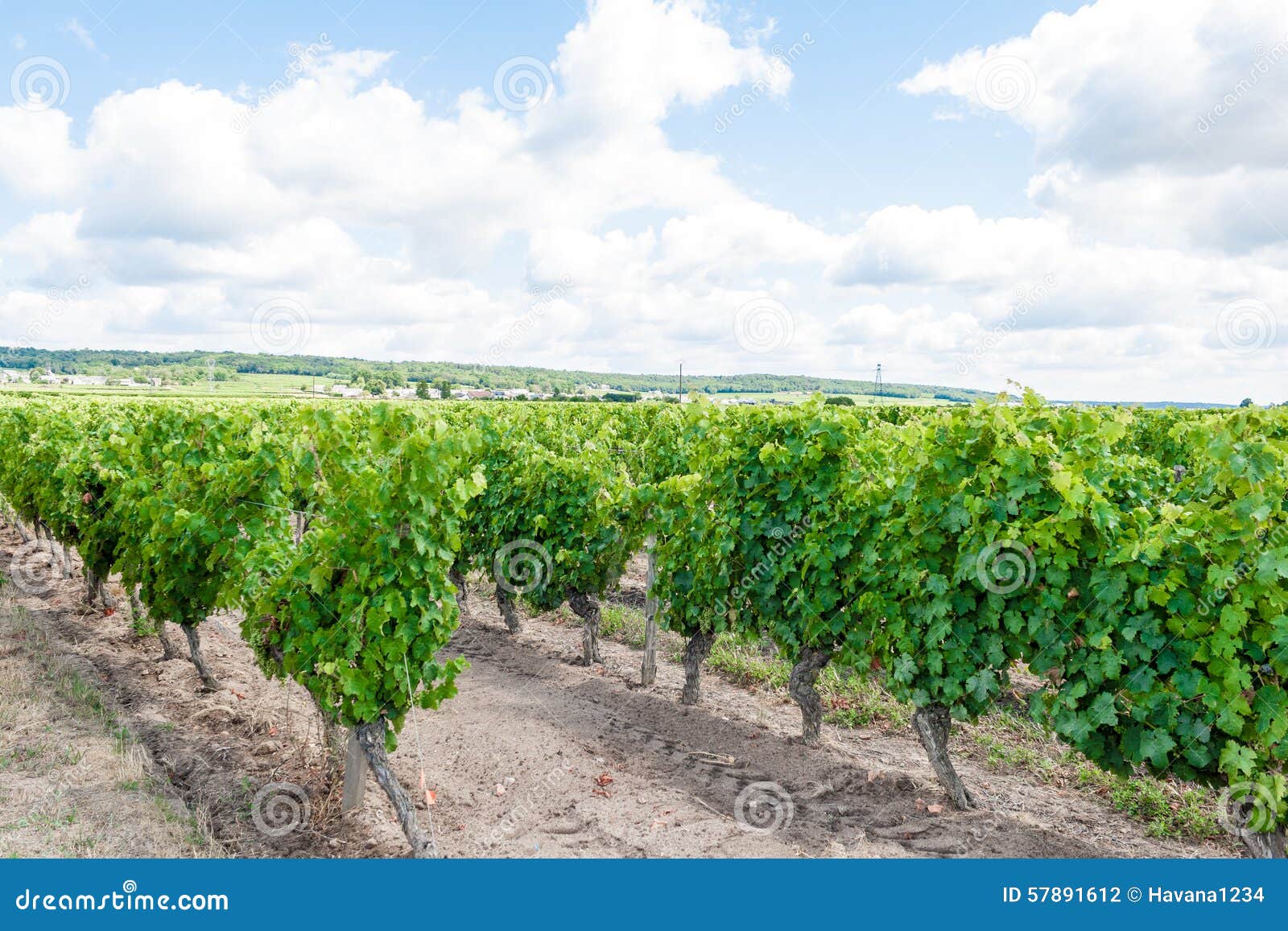 Vigna Nel Loire Valley Francia Fotografia Stock - Immagine di pianta ...
