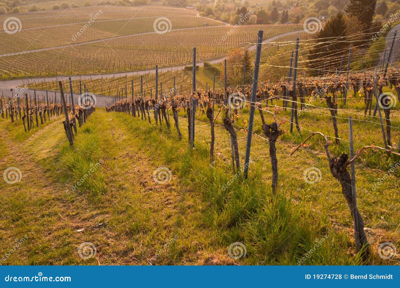 Vigna in primavera fotografia stock. Immagine di coltivato - 19274728