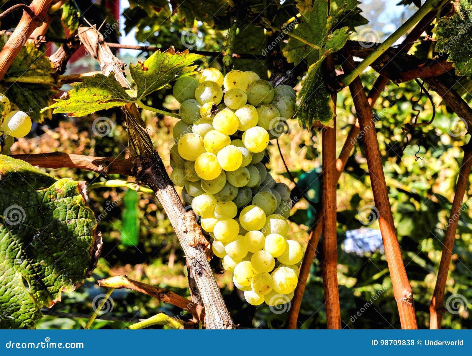 Vigna Pronta a Produrre Vino Fotografia Stock - Immagine di pianta ...