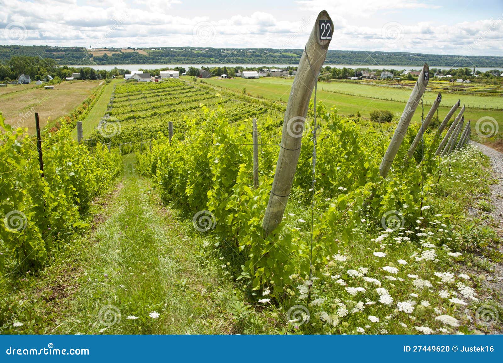 Vigna in Quebec fotografia stock. Immagine di vigna, file - 27449620