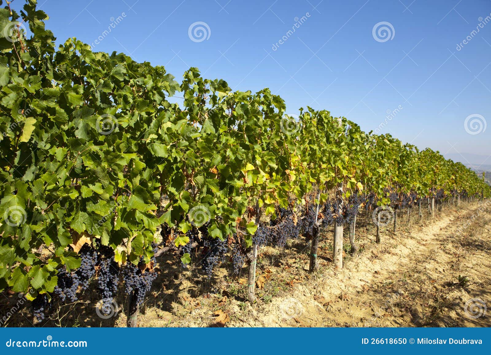 Vigna in Toscana fotografia stock. Immagine di vigna - 26618650
