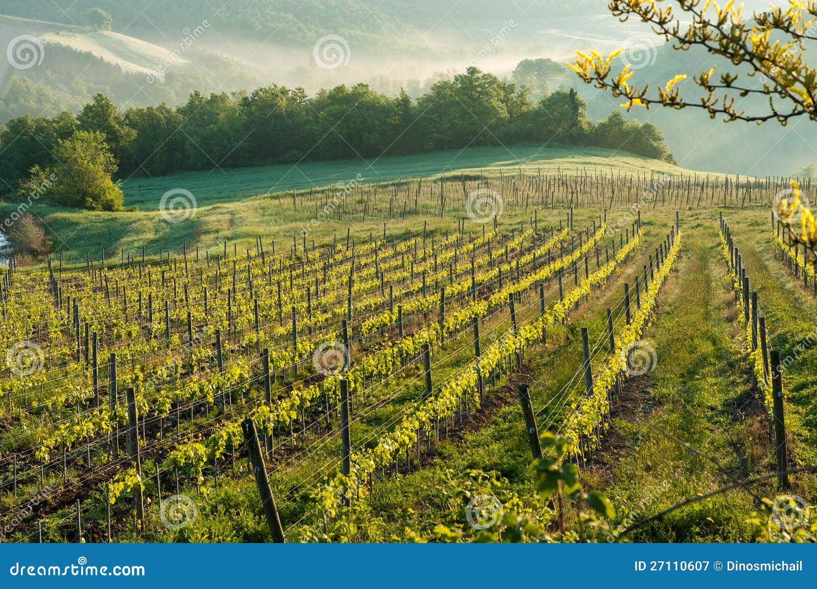Vigna in Toscana immagine stock. Immagine di italia, scena - 27110607
