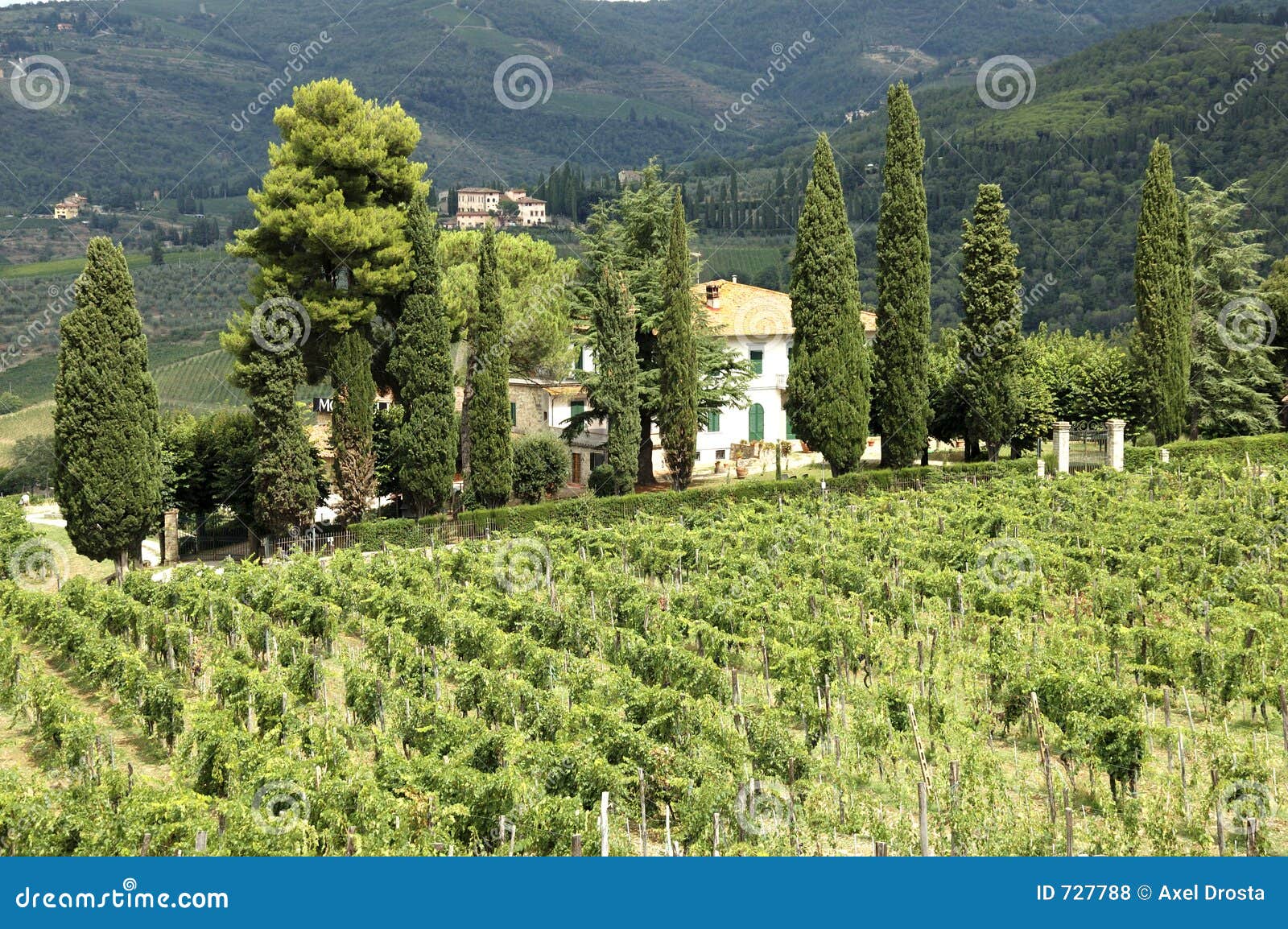 Vigna in Toscana fotografia stock. Immagine di vigna, toscana - 727788