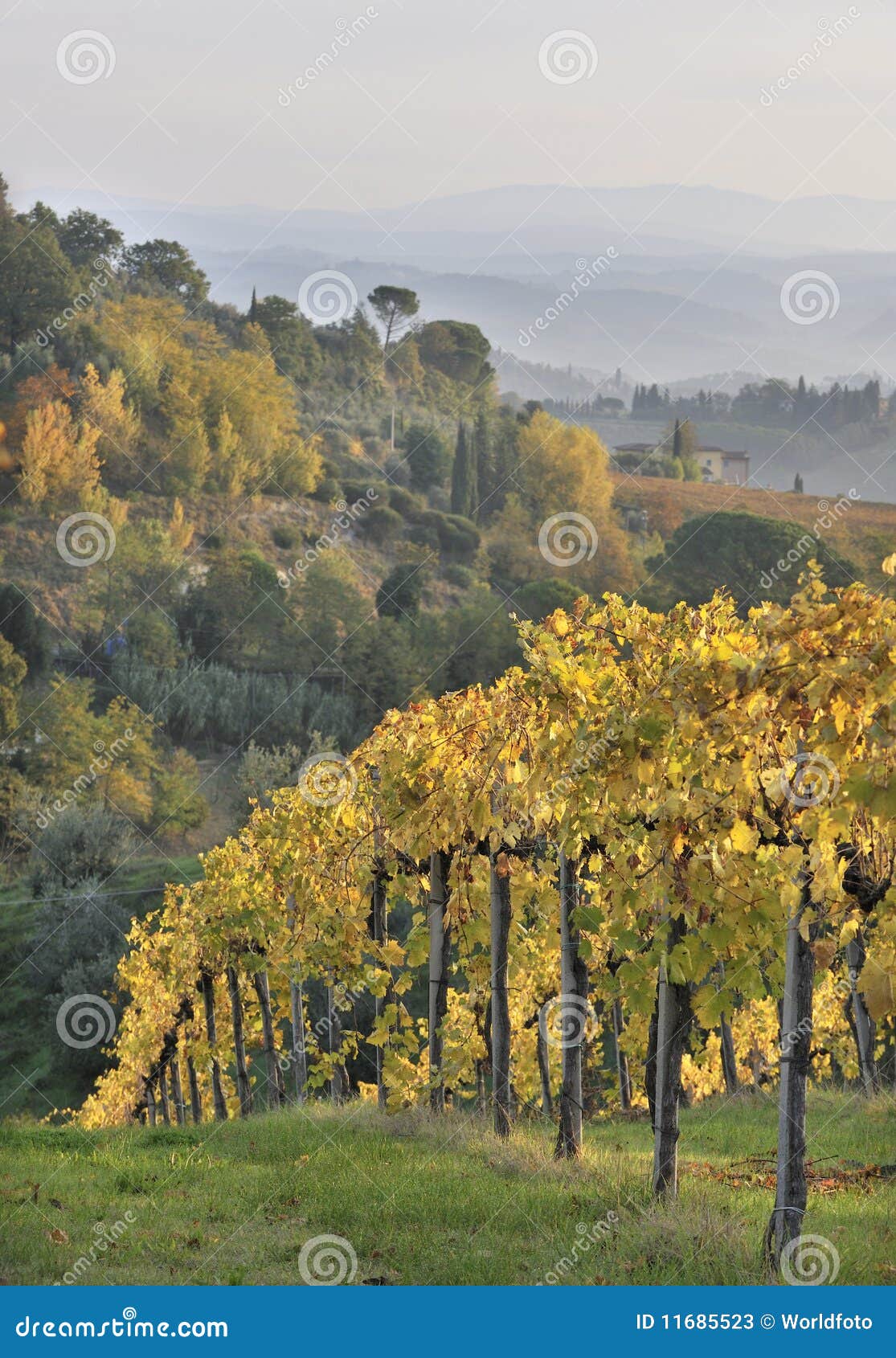 Vigna toscana in autunno immagine stock. Immagine di bello - 11685523