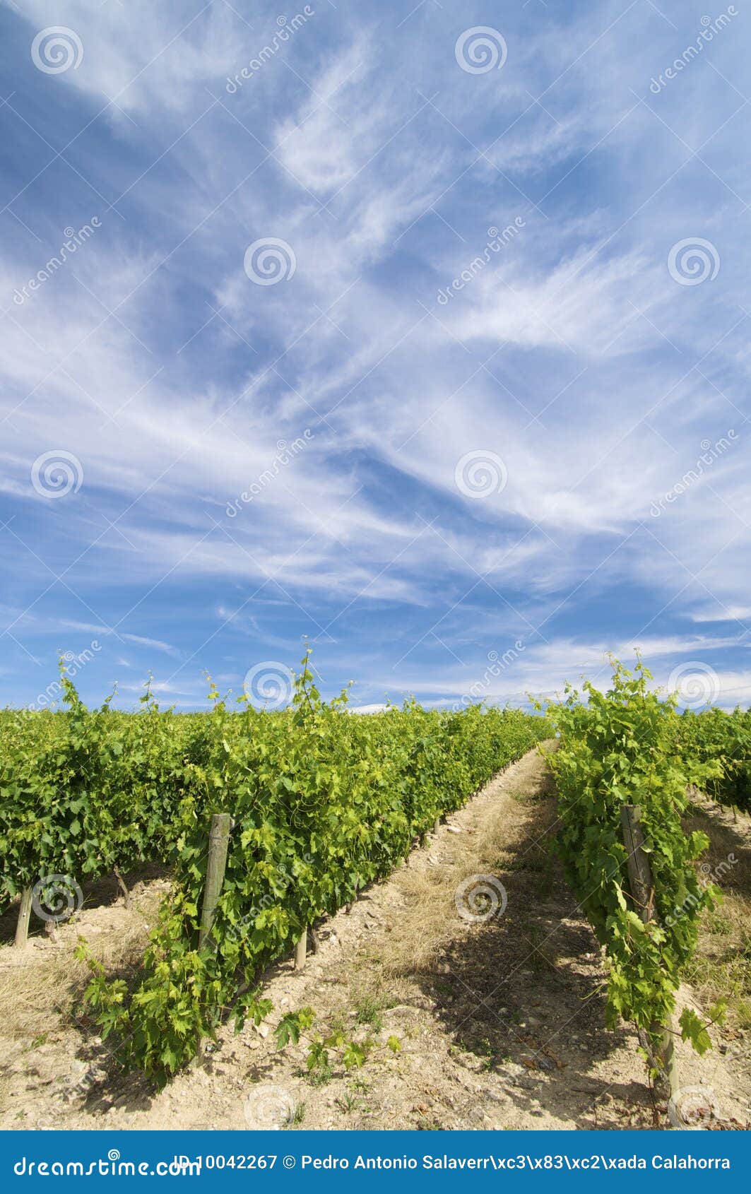 Vigne image stock. Image du groupe, frais, vignes, moisson - 10042267