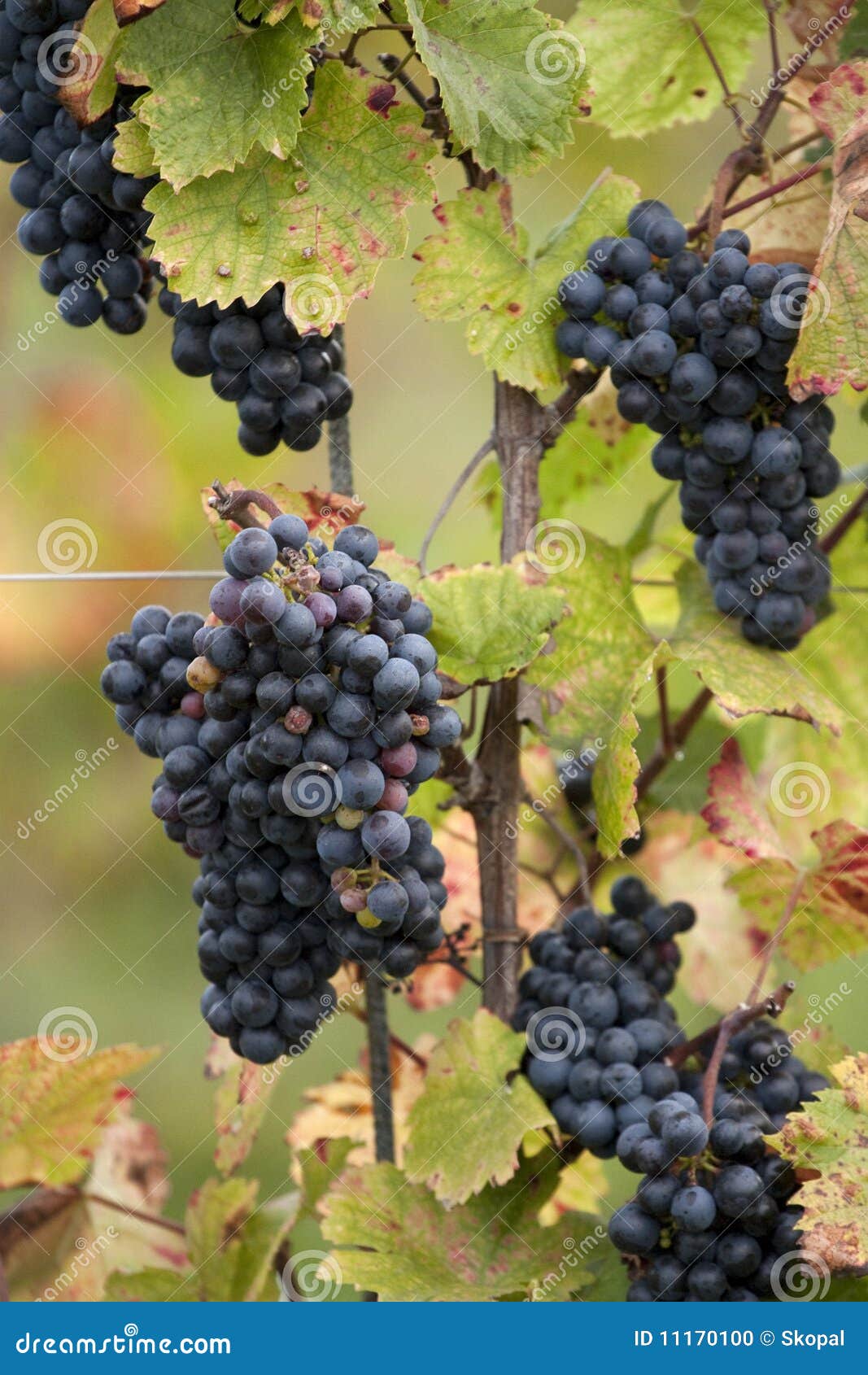 Vigne fotografia stock. Immagine di mazzo, rosso, raccolto - 11170100