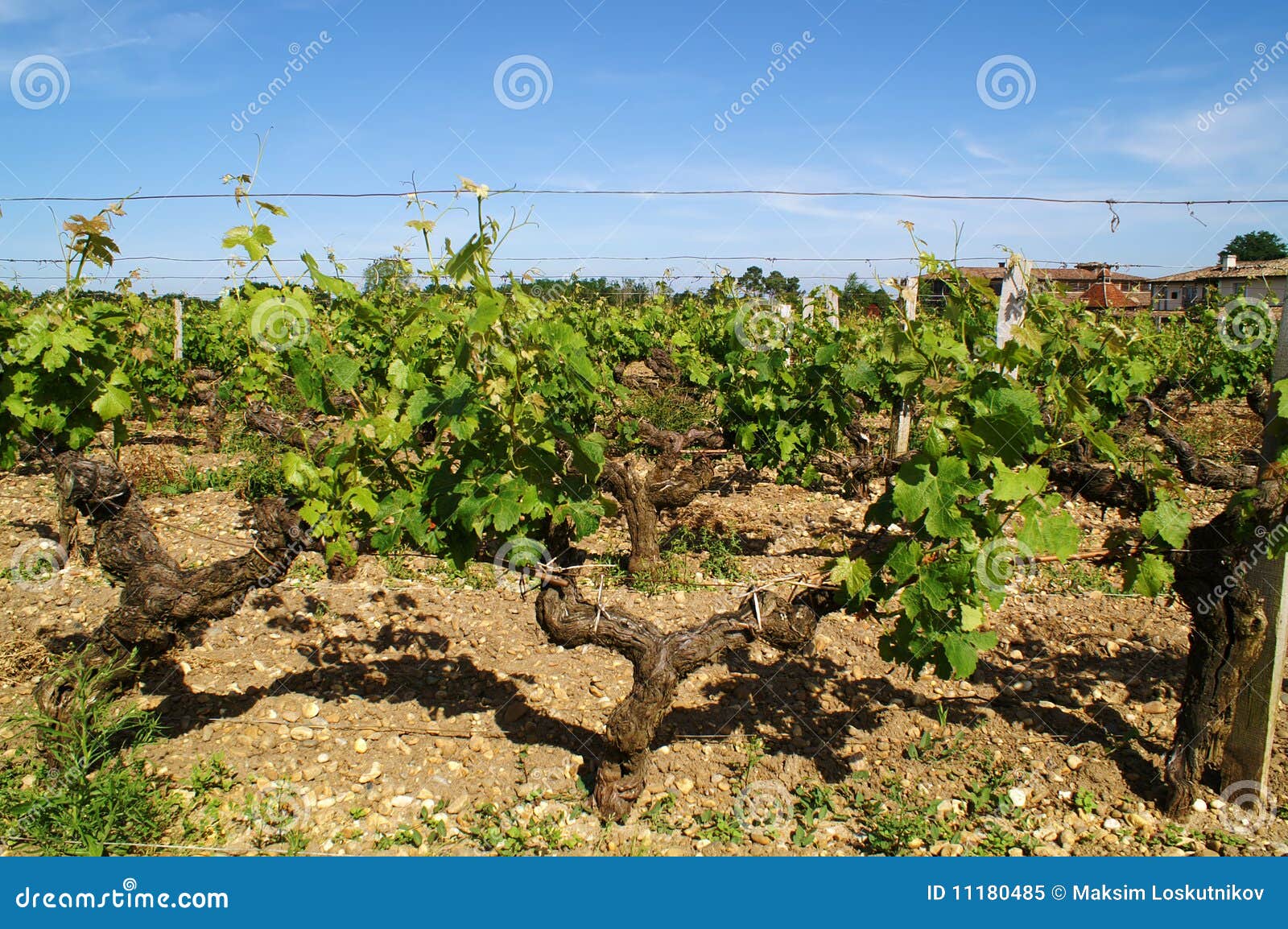 Vigne image stock. Image of pays, couleur, saison, bleu - 11180485