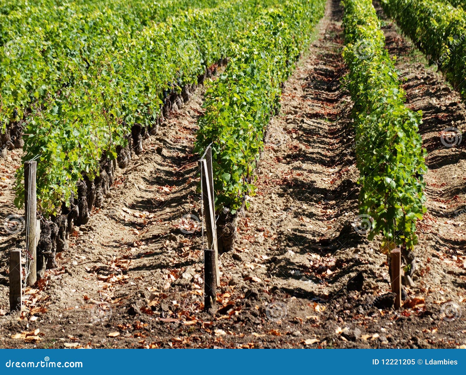 Vigne image stock. Image du france, nourriture, accroissement - 12221205