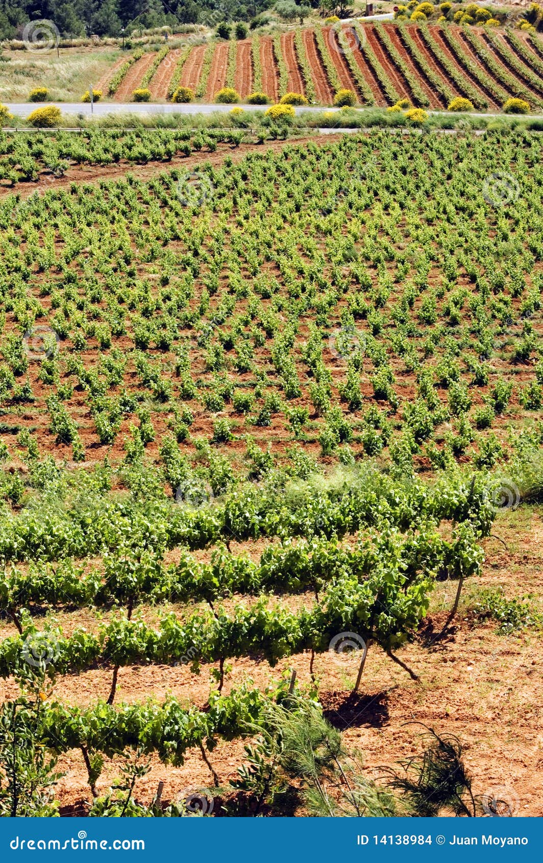 Vigne fotografia stock. Immagine di frutta, podere, campagna - 14138984