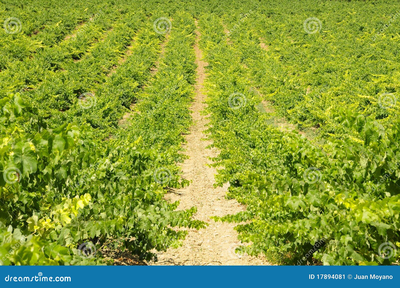 Vigne immagine stock. Immagine di orizzontale, filiale - 17894081