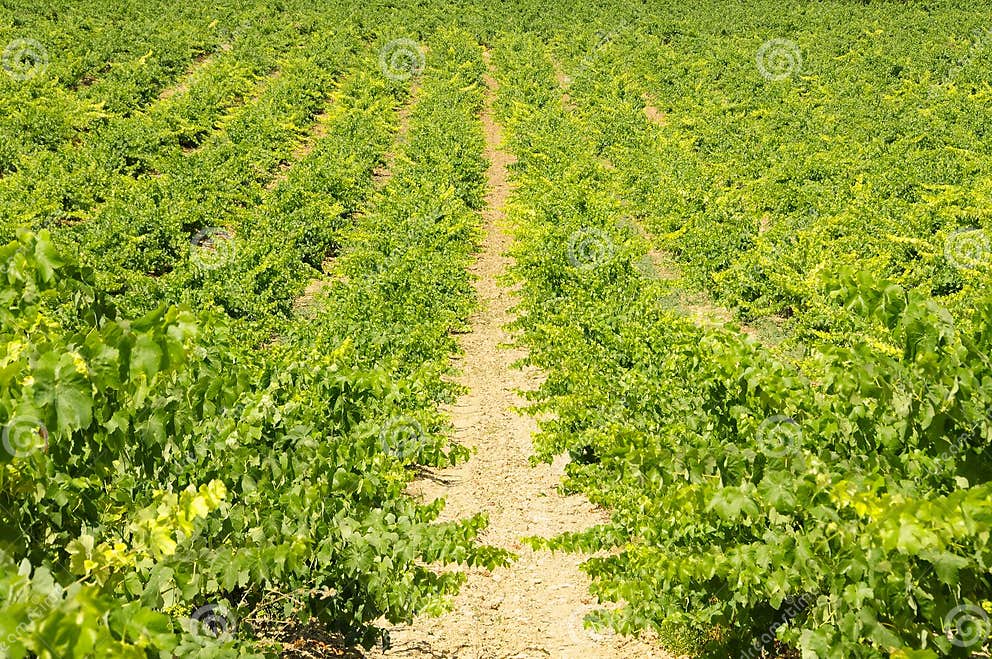 Vigne immagine stock. Immagine di orizzontale, filiale - 17894081