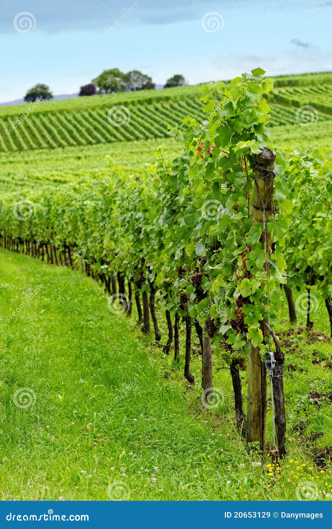 Vigne image stock. Image du boisson, côte, agriculture - 20653129