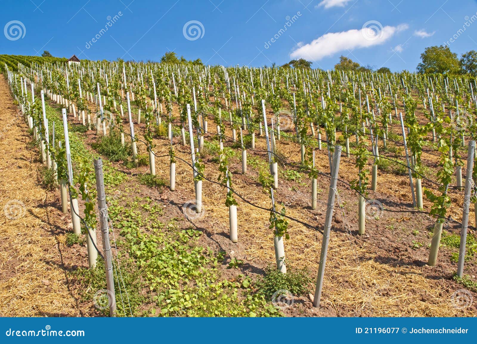 Vigne image stock. Image du automne, zone, fruits, nature - 21196077