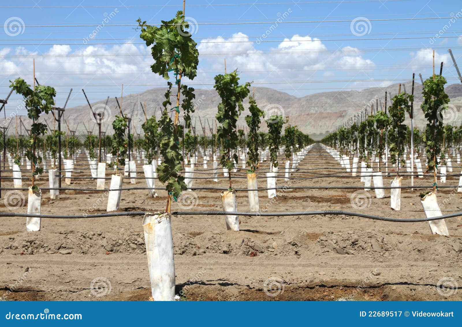Vigne image stock. Image du irrigation, raie, ferme, collecte - 22689517