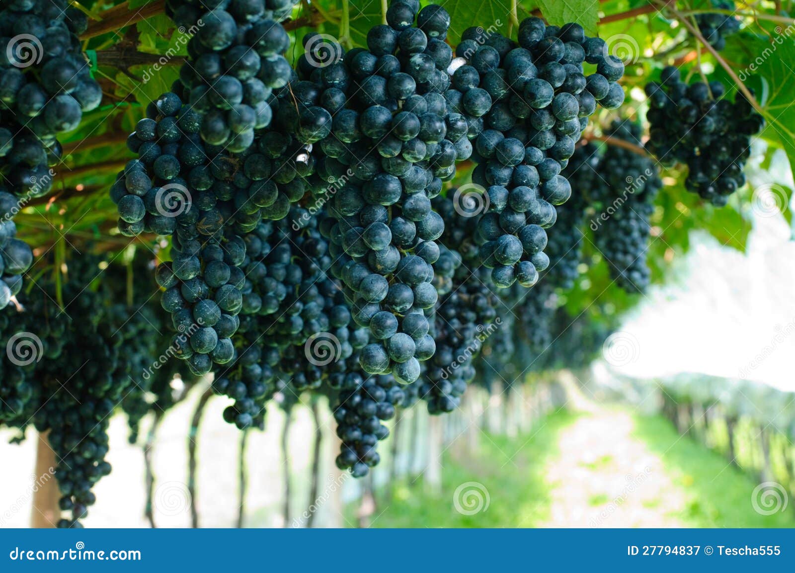 Vigne image stock. Image du organique, collecte, couleur - 27794837