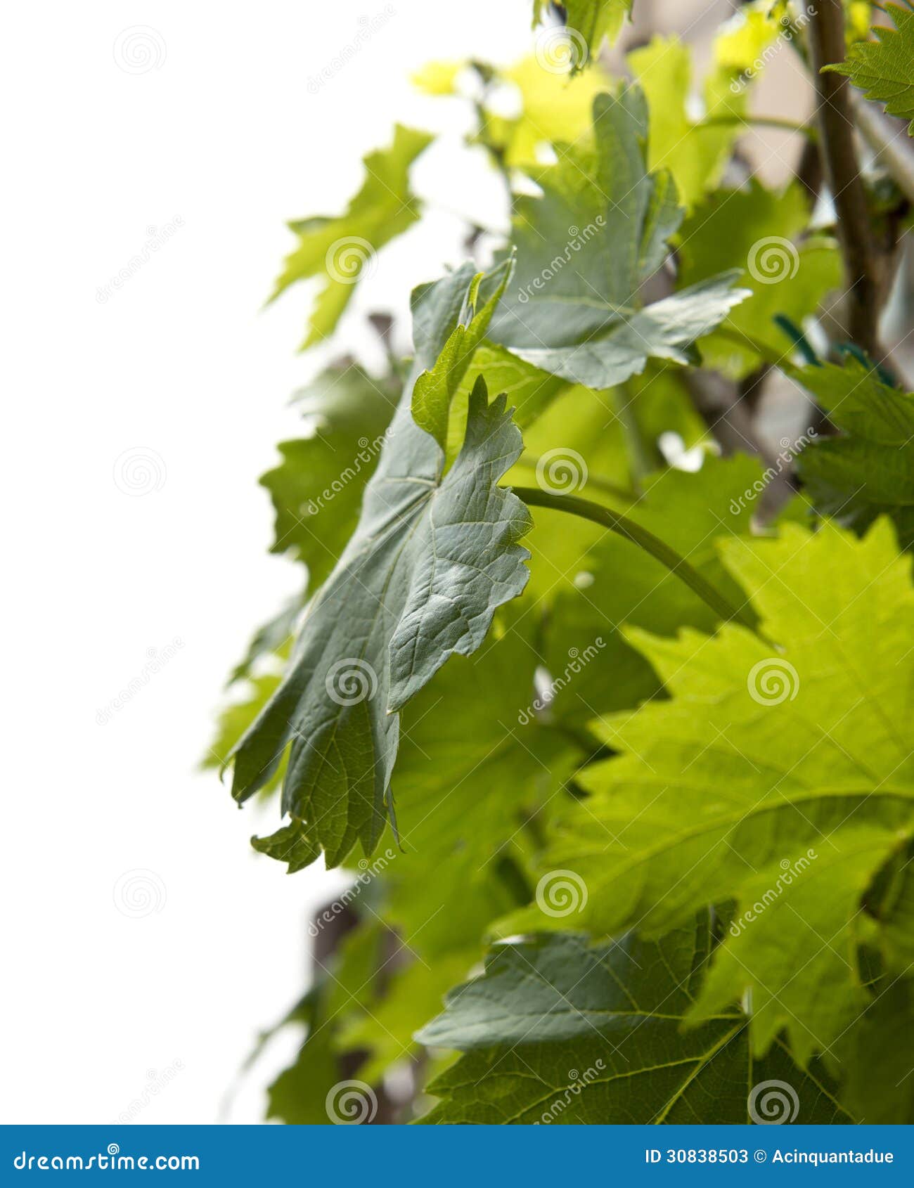 Vigne image stock. Image du fond, vert, lames, agriculture - 30838503