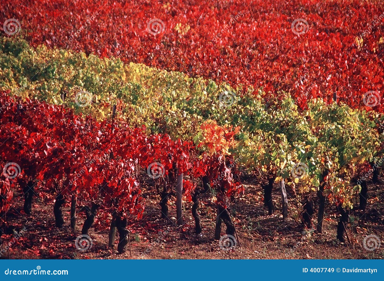 Vigne immagine stock. Immagine di europeo, paese, vino - 4007749