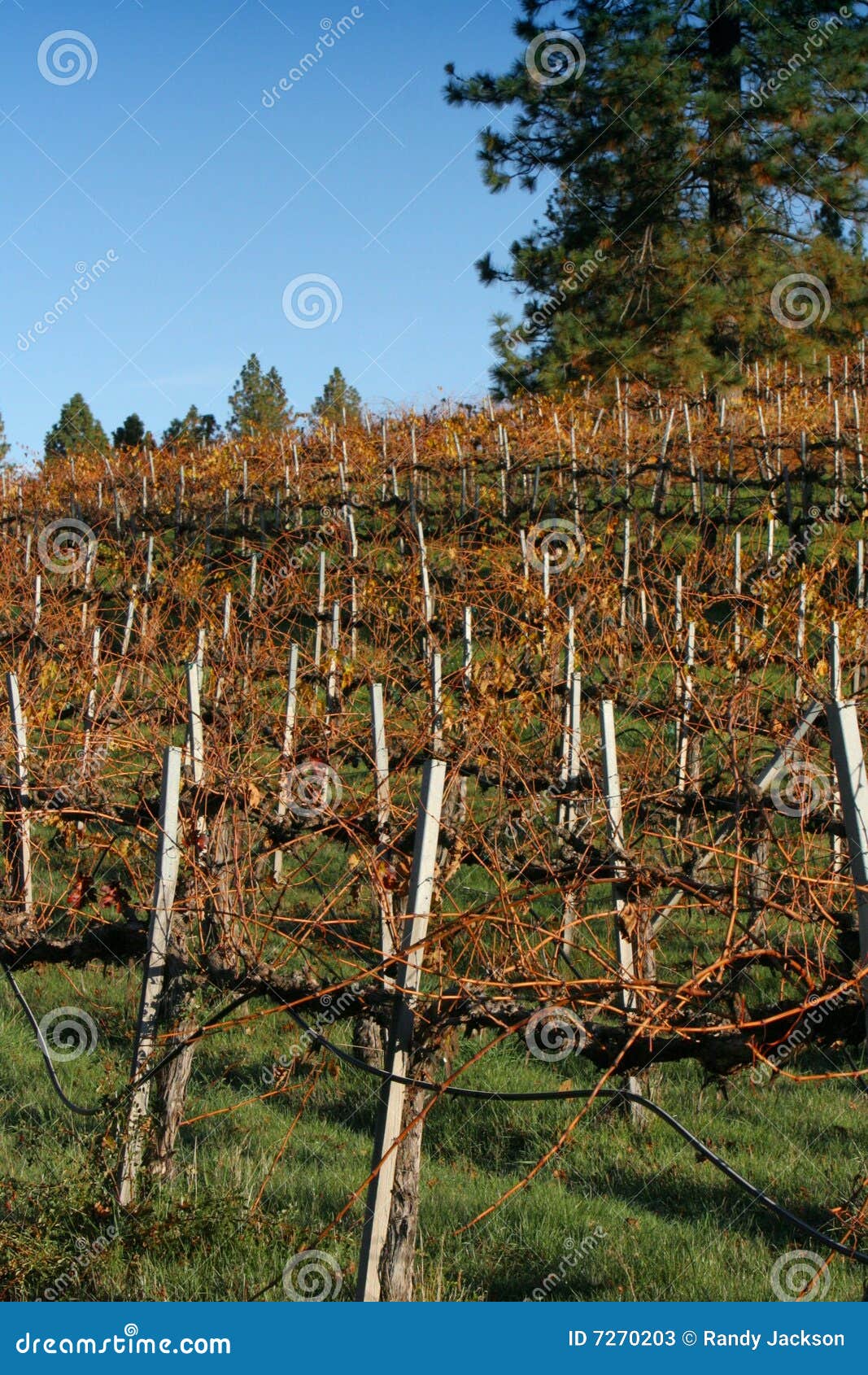 Vigne image stock. Image du agriculture, vignes, arbre - 7270203