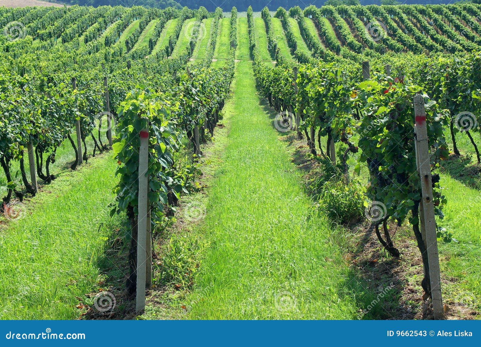 Vigne immagine stock. Immagine di farmland, agricoltura - 9662543