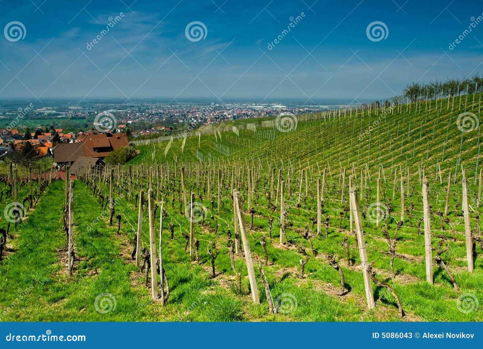 Vigne dans Schwarzwald image stock. Image du saisonnier - 5086043