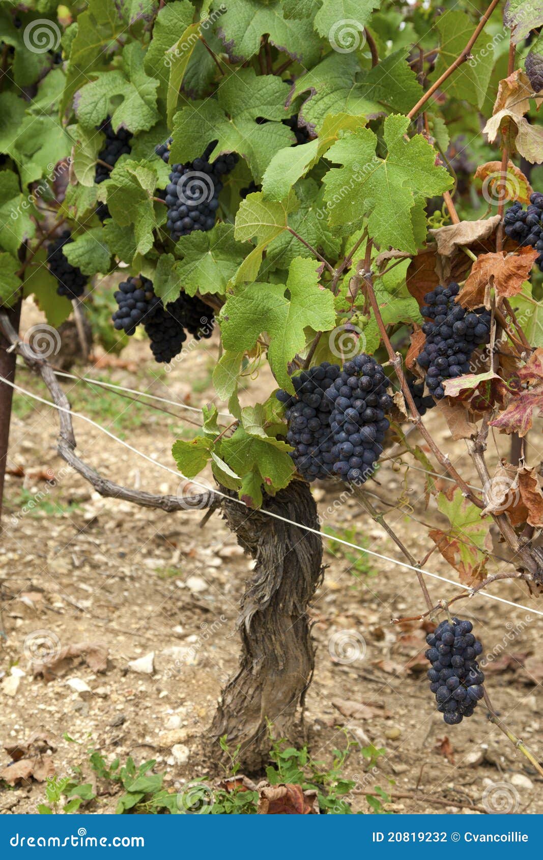 Vigne del champagne fotografia stock. Immagine di europa - 20819232