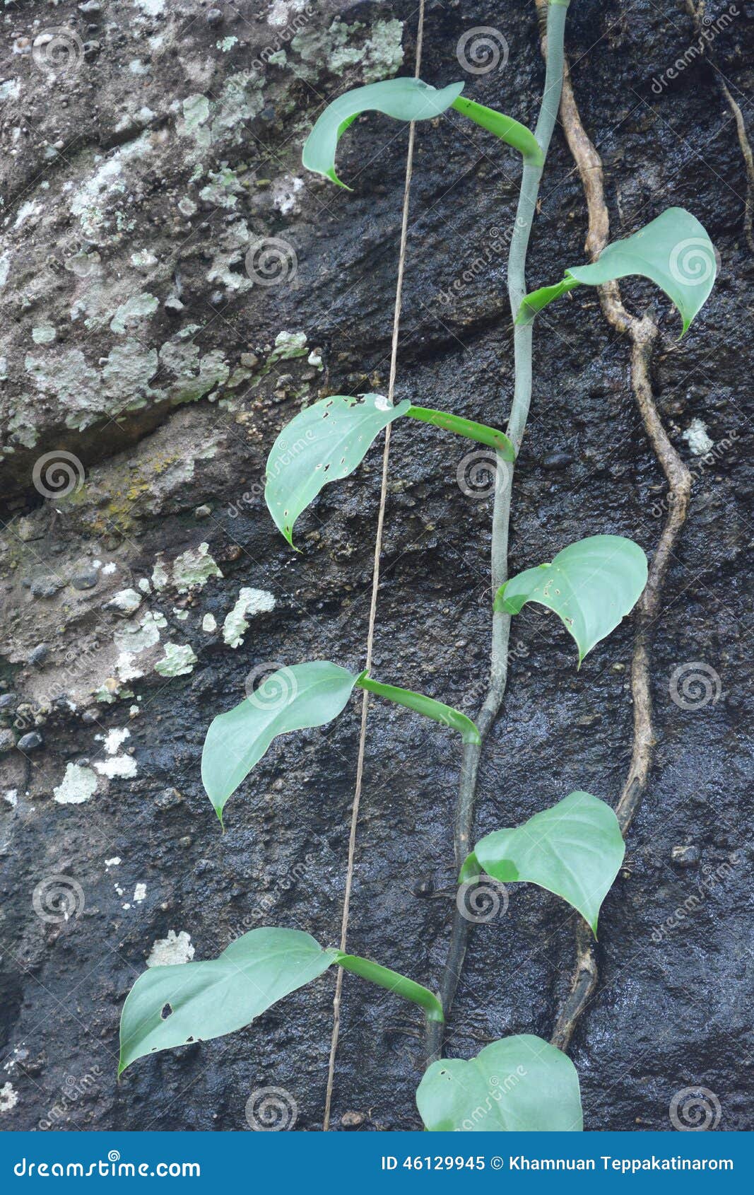 Vigne et feuille de liane image stock. Image du lame - 46129945