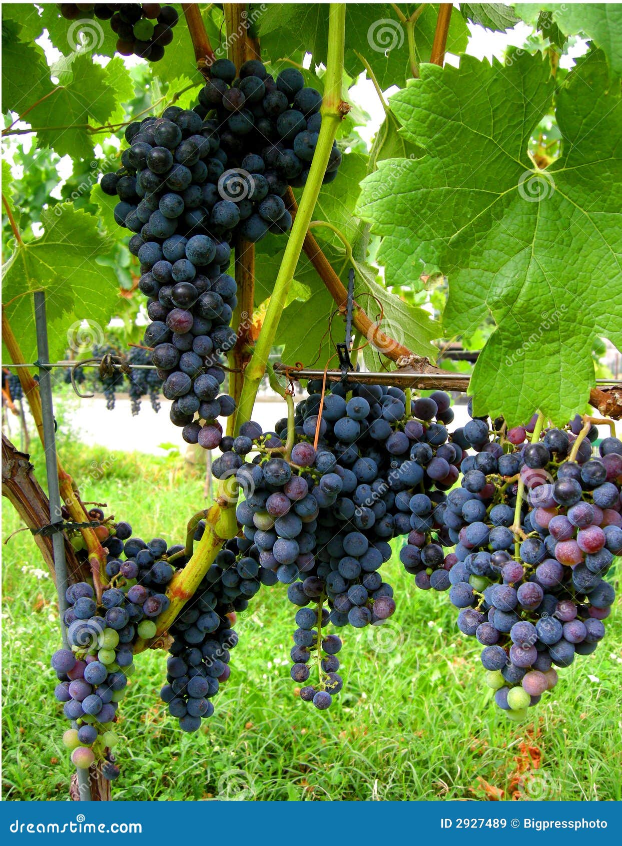 Vigne merlot d'automne image stock. Image du collecte - 2927489